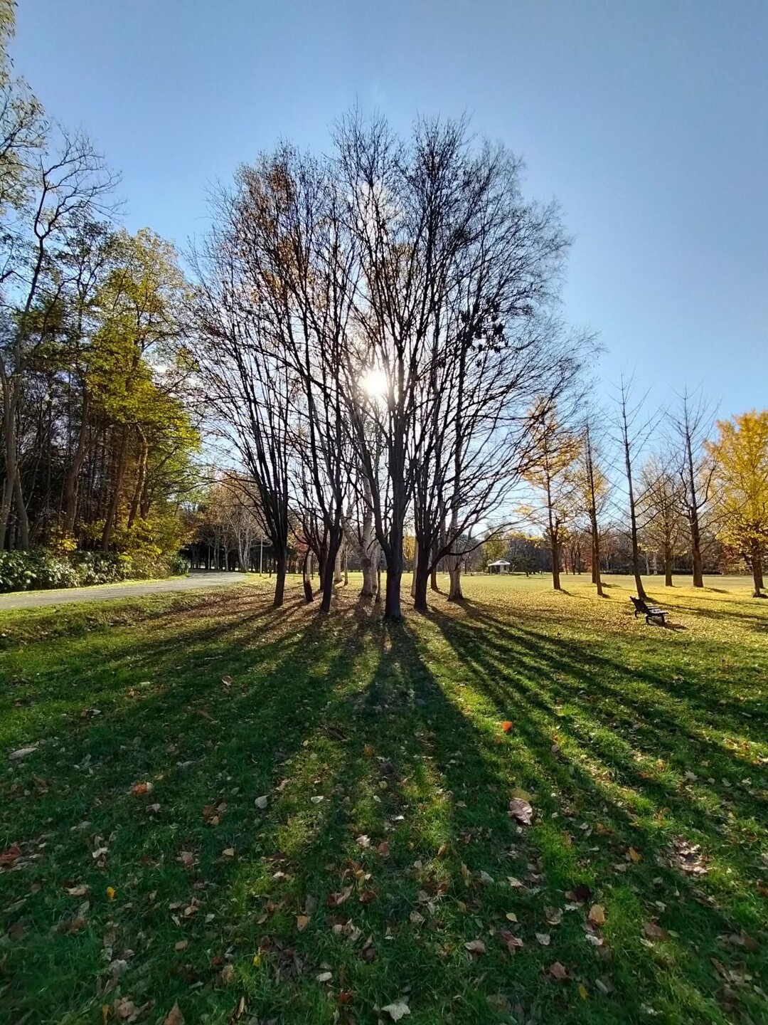 真駒内公園 紅葉と鳥たち / tantanさんの藻岩山の活動データ | YAMAP / ヤマップ