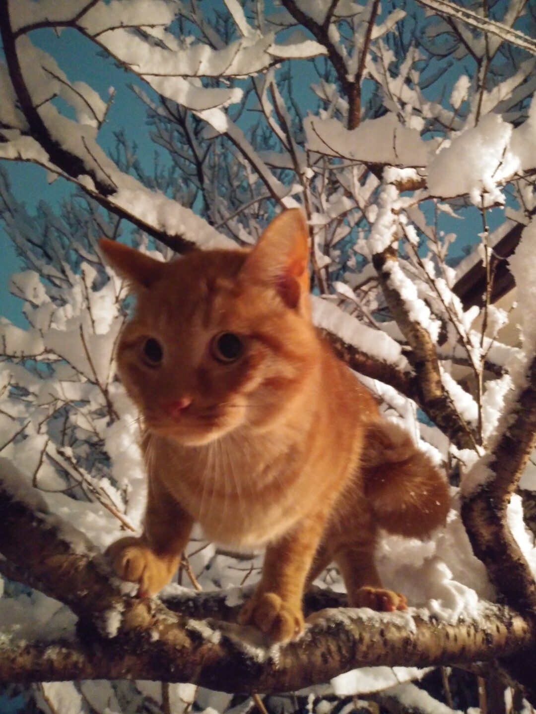 ️☃️ ️ / Alsuさんのモーメント | YAMAP / ヤマップ