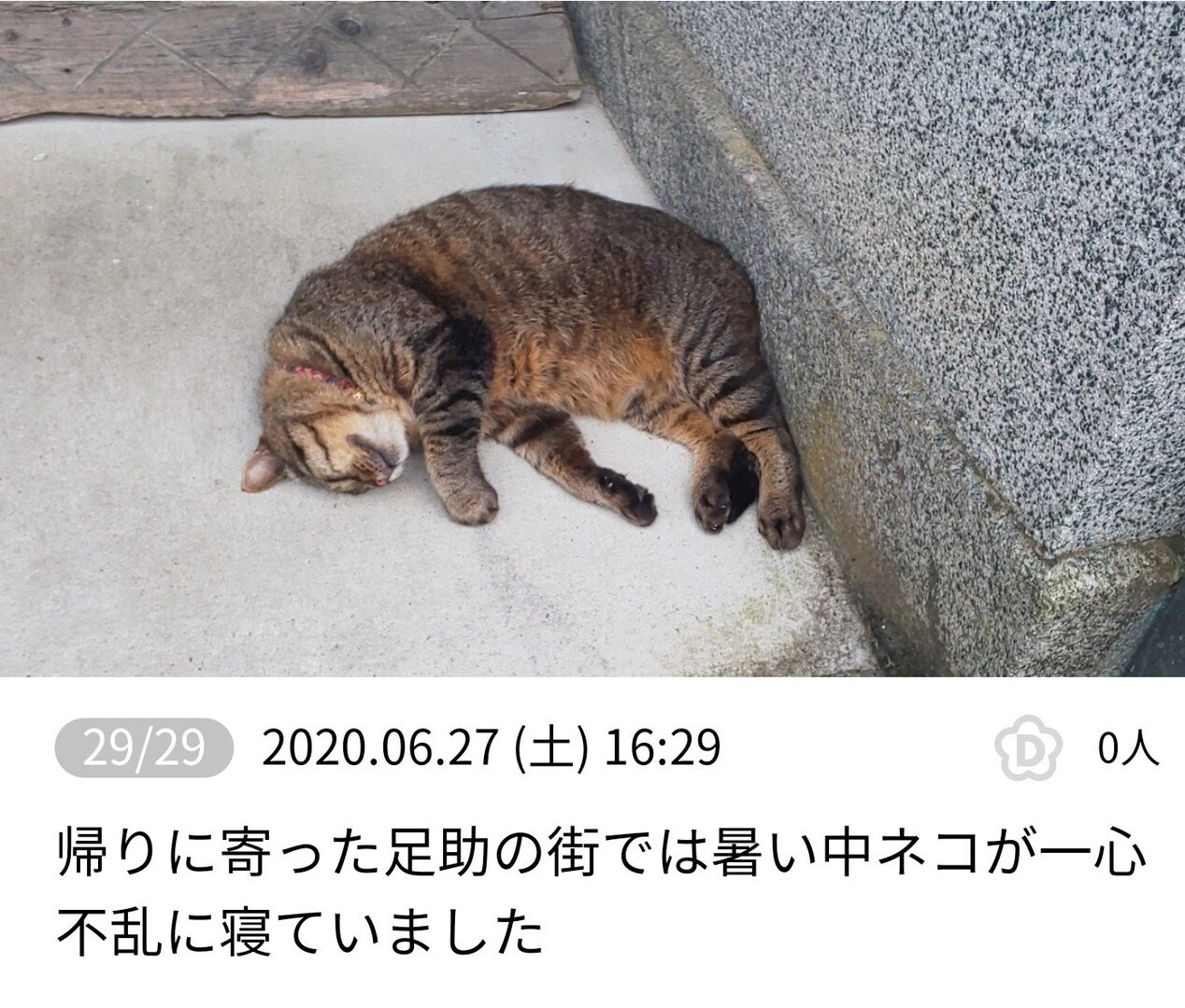 BSプレミアムで岩合さんの世界ネコ歩き愛... / たこらさんのモーメント | YAMAP / ヤマップ