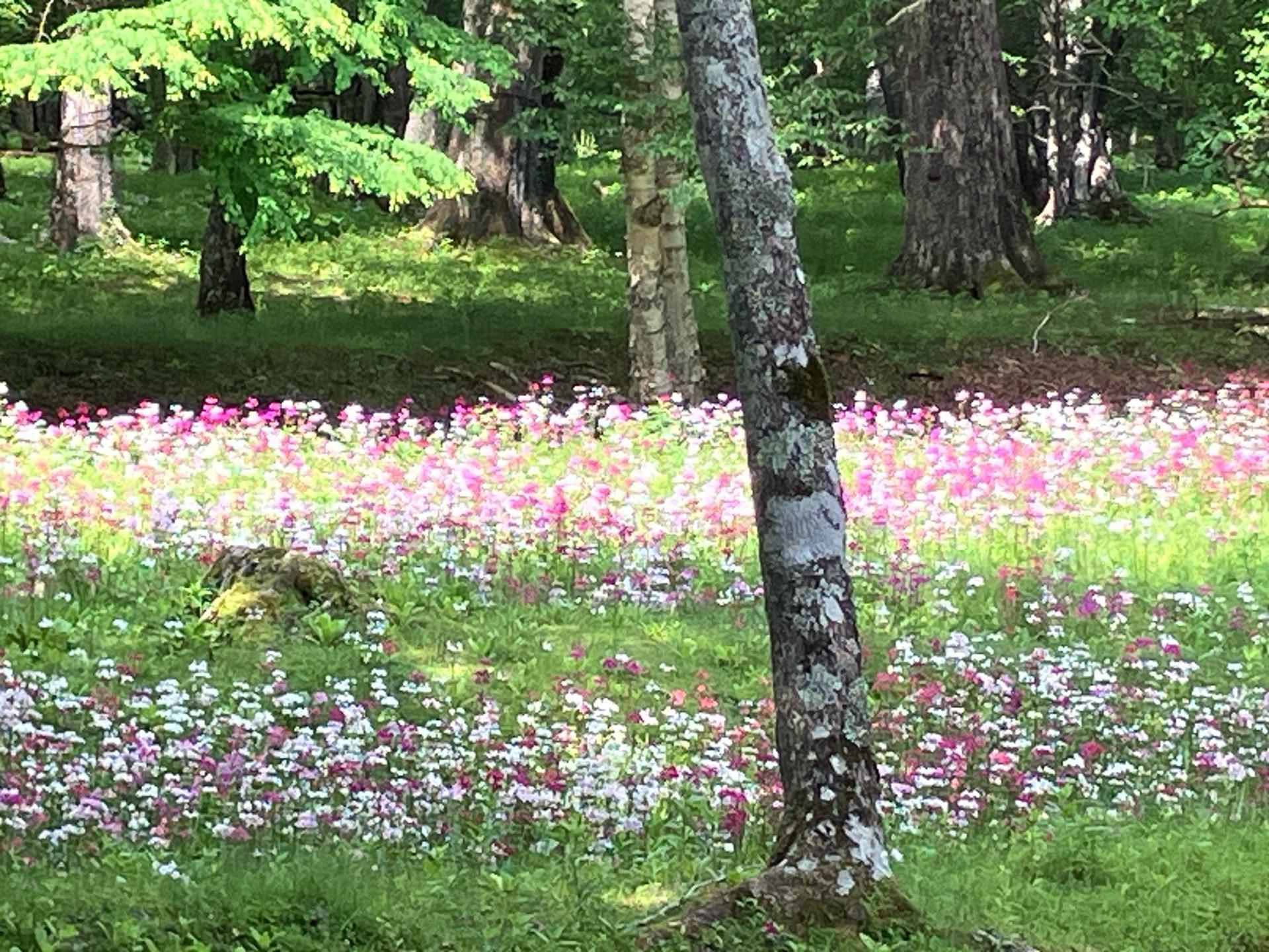 千手が浜〜西の湖：クリン草見学 / good manさんの男体山の活動データ | YAMAP / ヤマップ