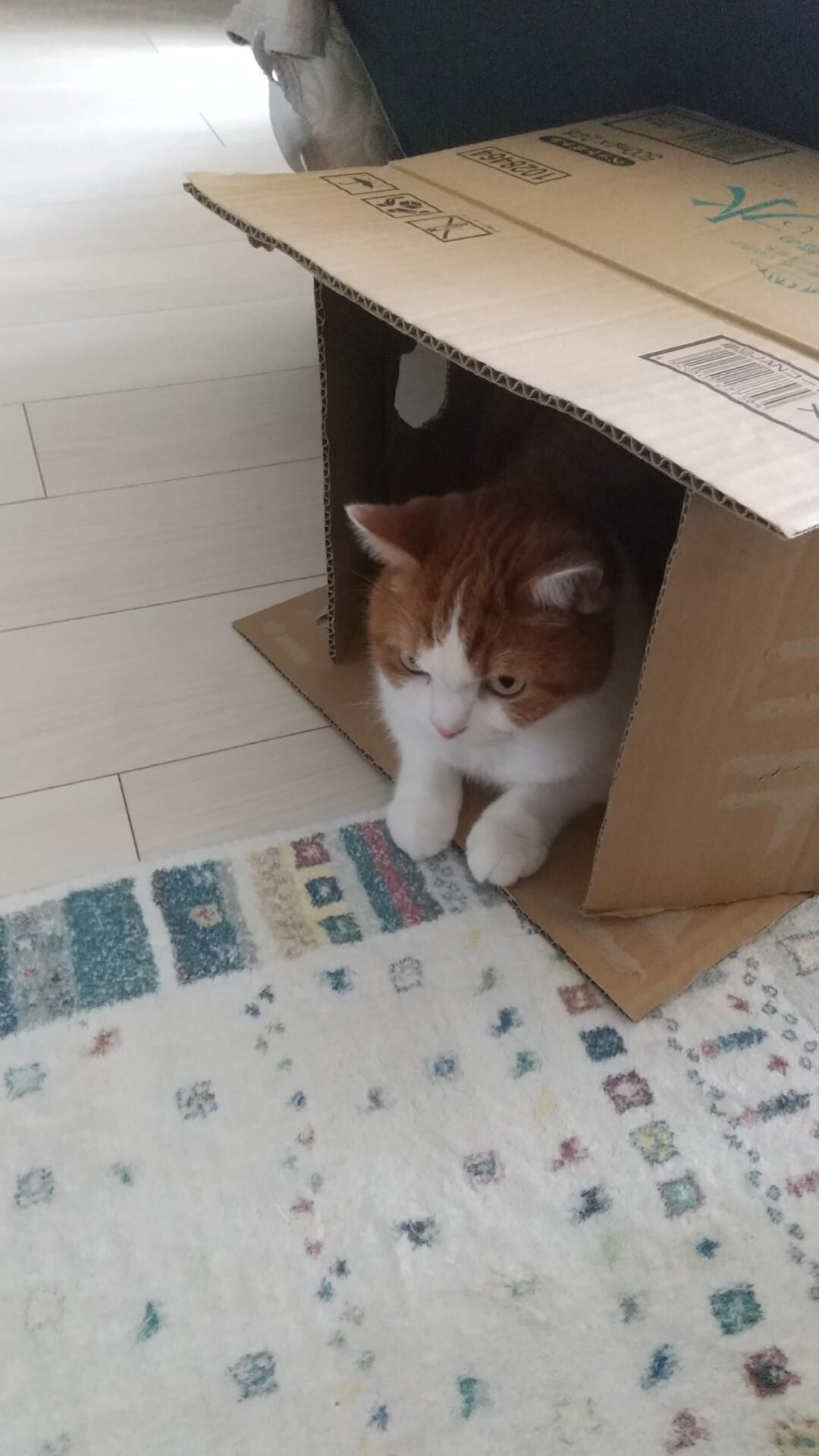 岳切渓谷 / N-CMPさんの岳切渓谷の活動データ | YAMAP / ヤマップ