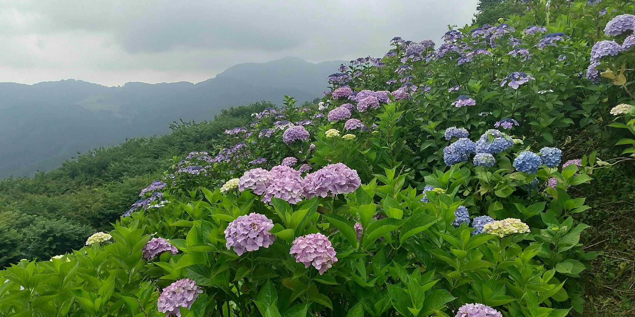 今シーズン最後？の紫陽花便り 秩父 ... / katuさんのモーメント | YAMAP / ヤマップ