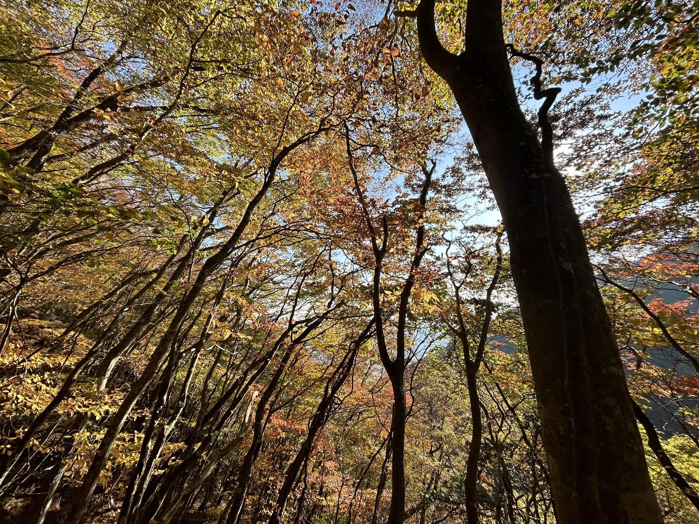 船木山・後山 / yunyoさんの後山・船木山・駒の尾山の活動データ | YAMAP / ヤマップ