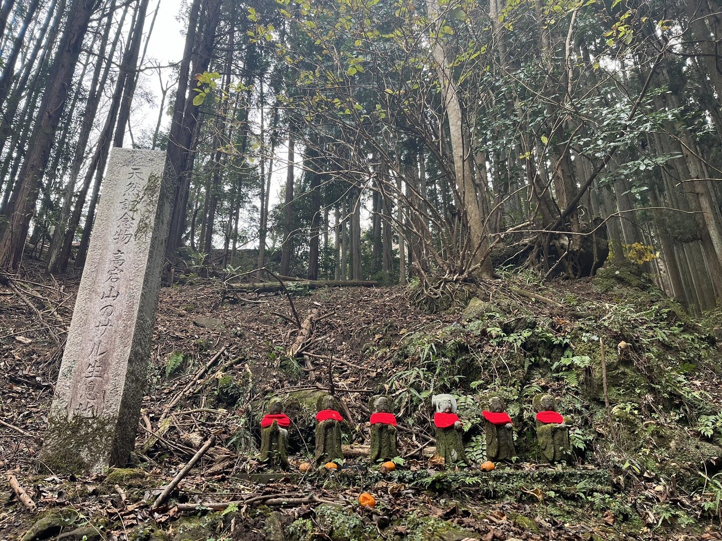 石射太郎山・高宕山 / kokiさんの高宕山・寂光山・大塚山の活動日記 | YAMAP / ヤマップ