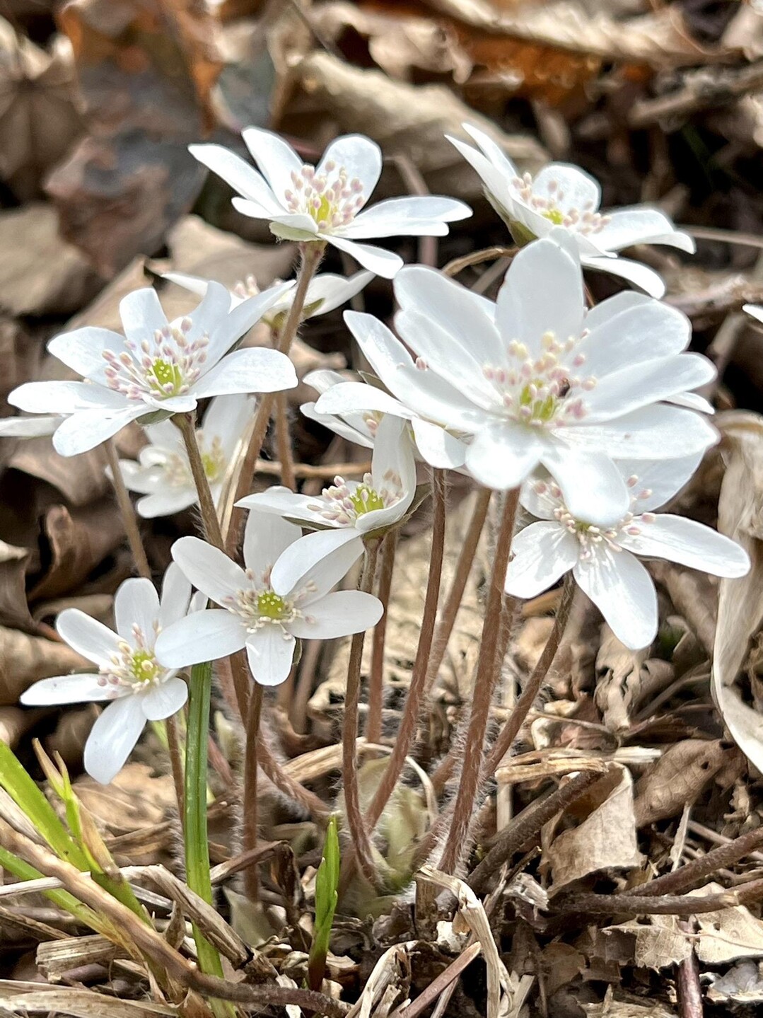 花旅開幕🎉高館山・八森山🌸 / hiroさんの高館山・荒倉山の活動データ | YAMAP / ヤマップ
