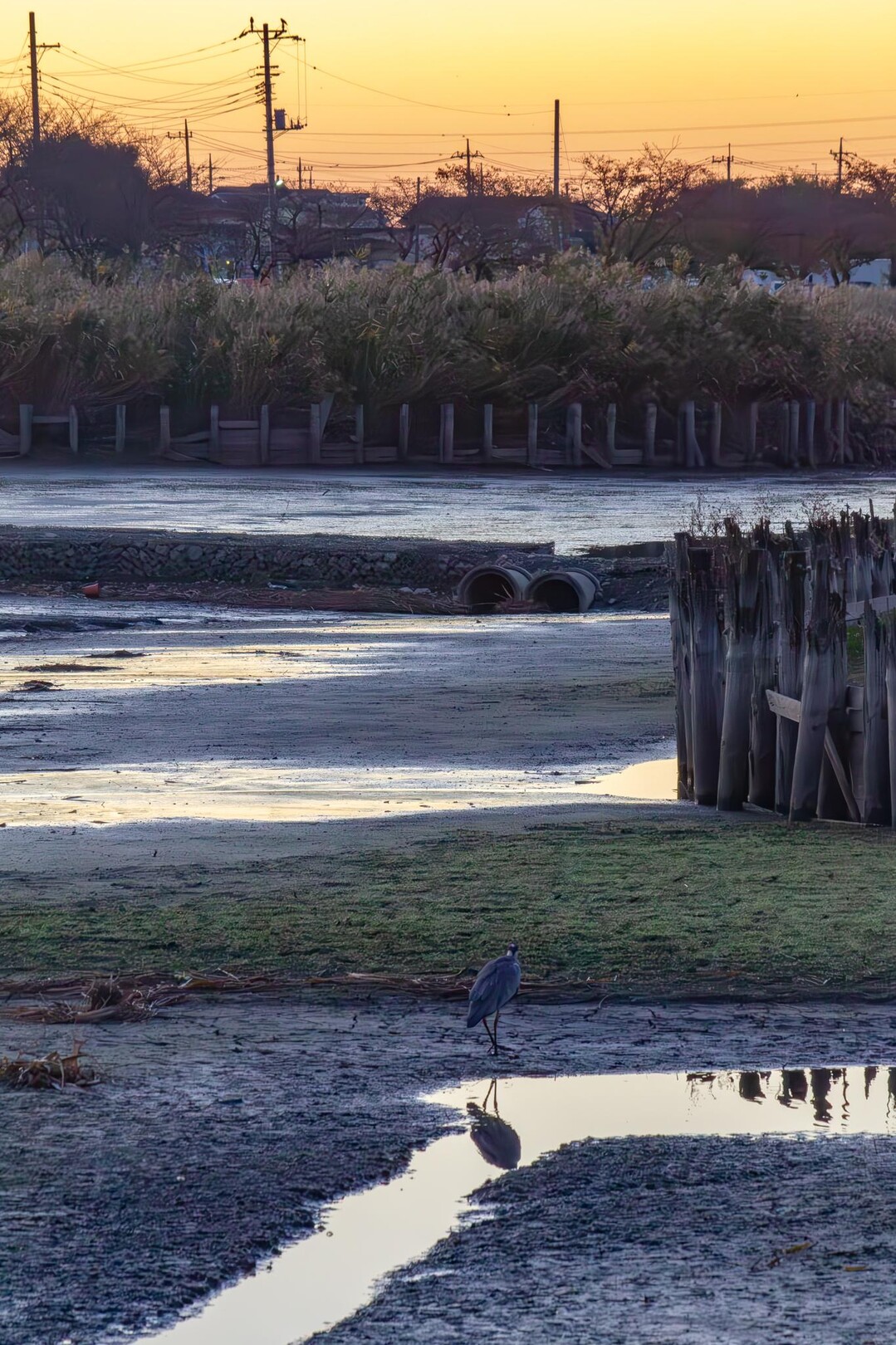 青鷺と朝の水辺。 朝焼けの空。 202... / stripeさんのモーメント | YAMAP / ヤマップ