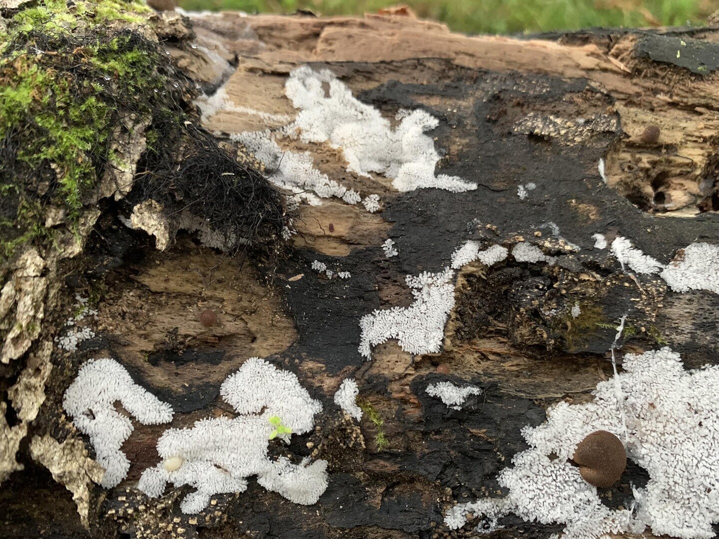 変形菌(粘菌)が得意な方、教えて下さい。... / MSKさんのモーメント | YAMAP / ヤマップ