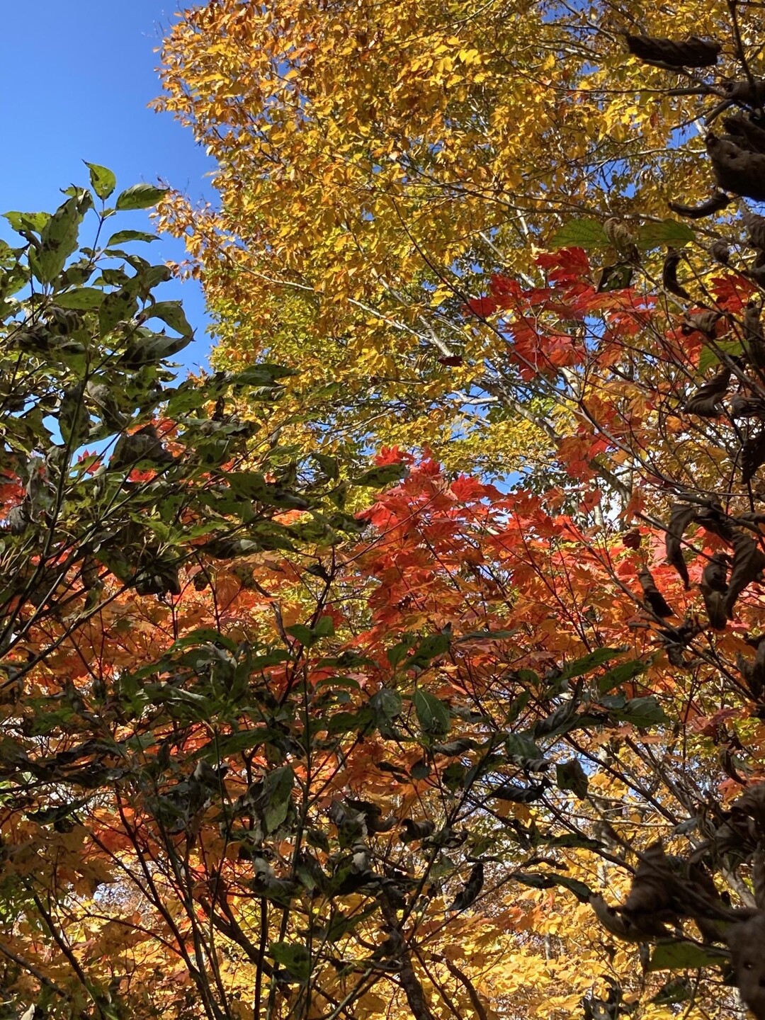 赤兎山・裏赤兎山 / doalaさんの赤兎山・猪鼻山の活動データ | YAMAP / ヤマップ