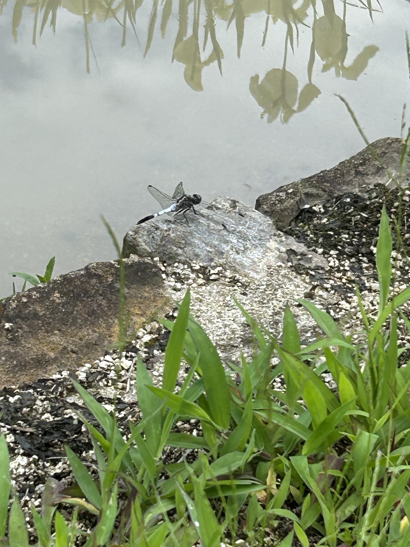 豊津花菖蒲公園周辺歩き -2025-06-15 / sunsetさんの行橋市の活動データ | YAMAP / ヤマップ