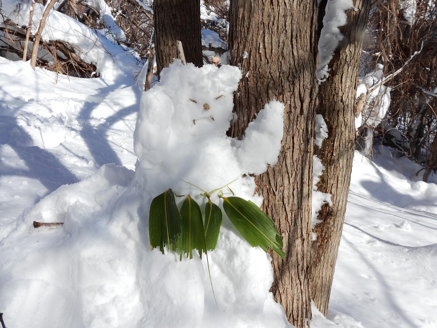 いつもと違うルートで南沢山（連れ） / pon(夫) ＆ 連れ(妻)さんの札幌市の活動データ | YAMAP / ヤマップ