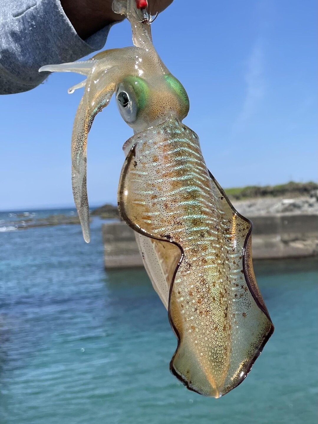 この水イカが息子に火をつけ、タケノコに！... / akoさんのモーメント | YAMAP / ヤマップ