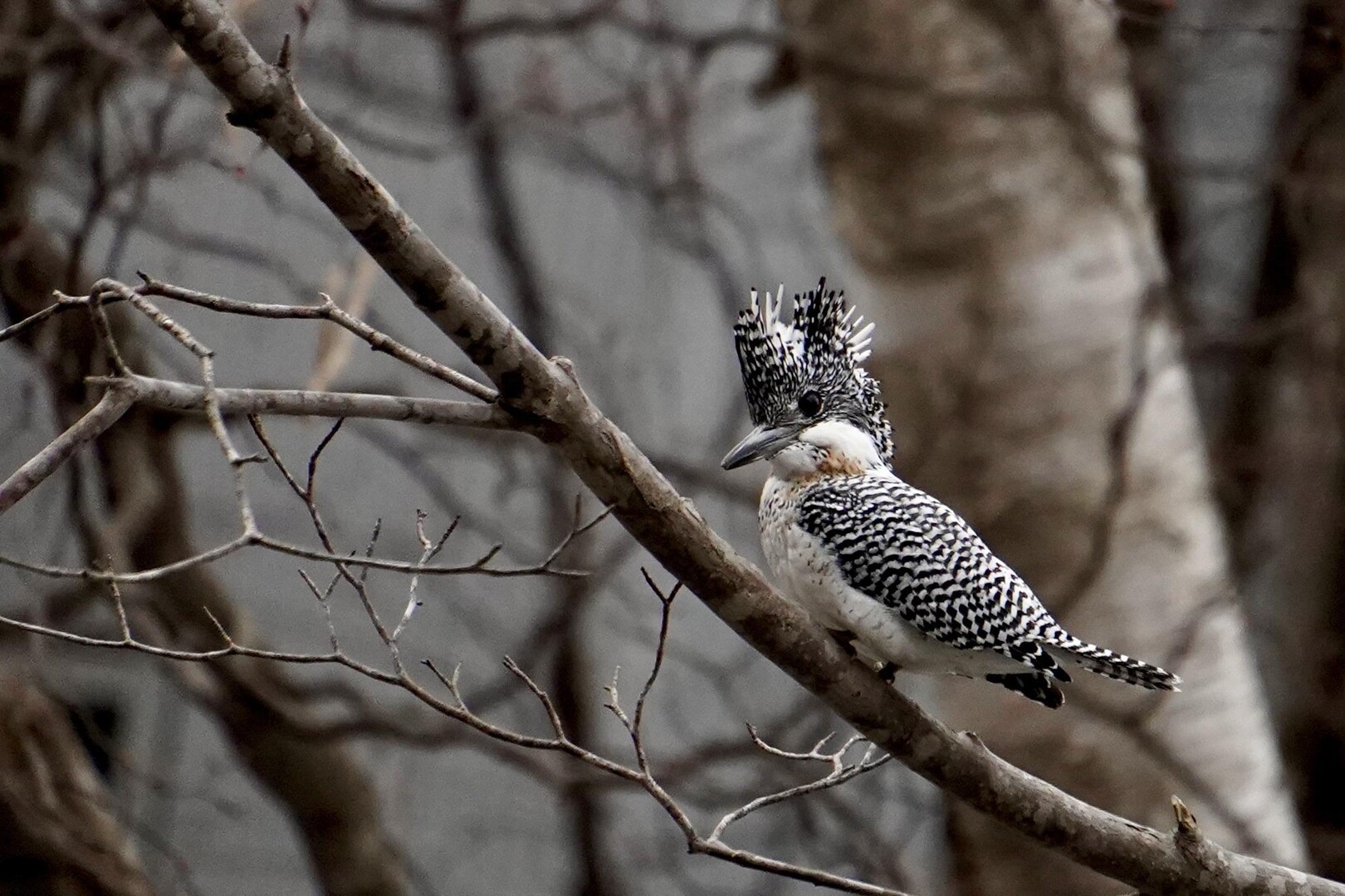野鳥たち(ヤマセミ他)🐦 4/8、4/... / yosi＆ryoさんのモーメント | YAMAP / ヤマップ