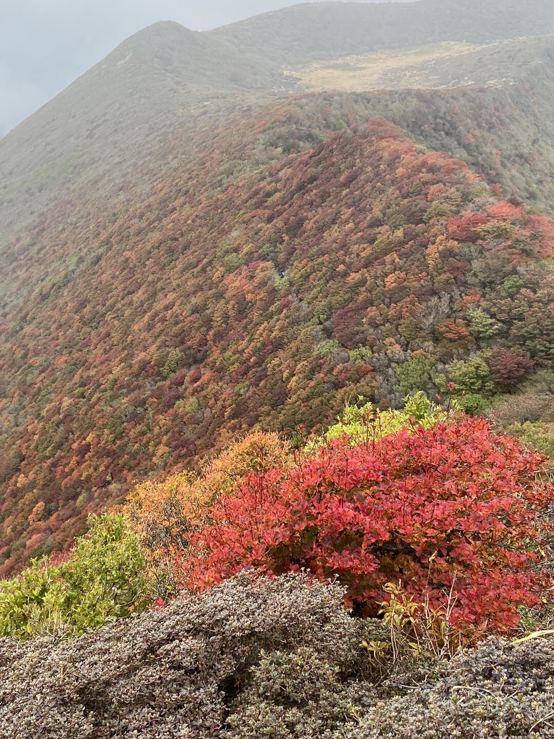 1day 17サミット&初テント泊！！沓掛山・星生山・久住山・天狗ヶ城・中岳・稲星山・白口岳・立中山・大船山・北大船山・三俣山（南峰... / とまりさんの九重山（久住山）・大船山・星生山の ...