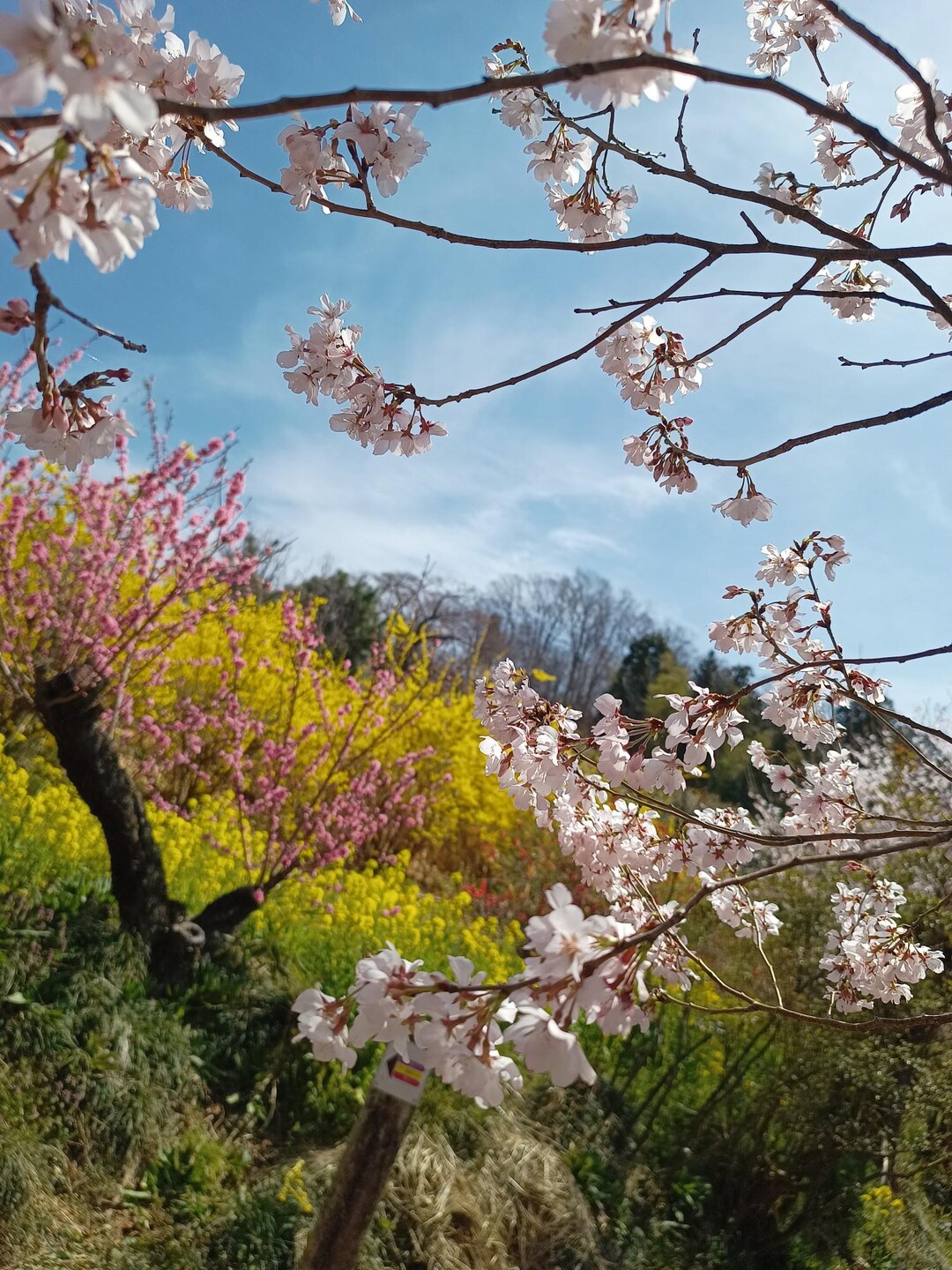 花見山は百花繚乱！🌸 気持ちの良い日で... / Nozomiさんのモーメント | YAMAP / ヤマップ