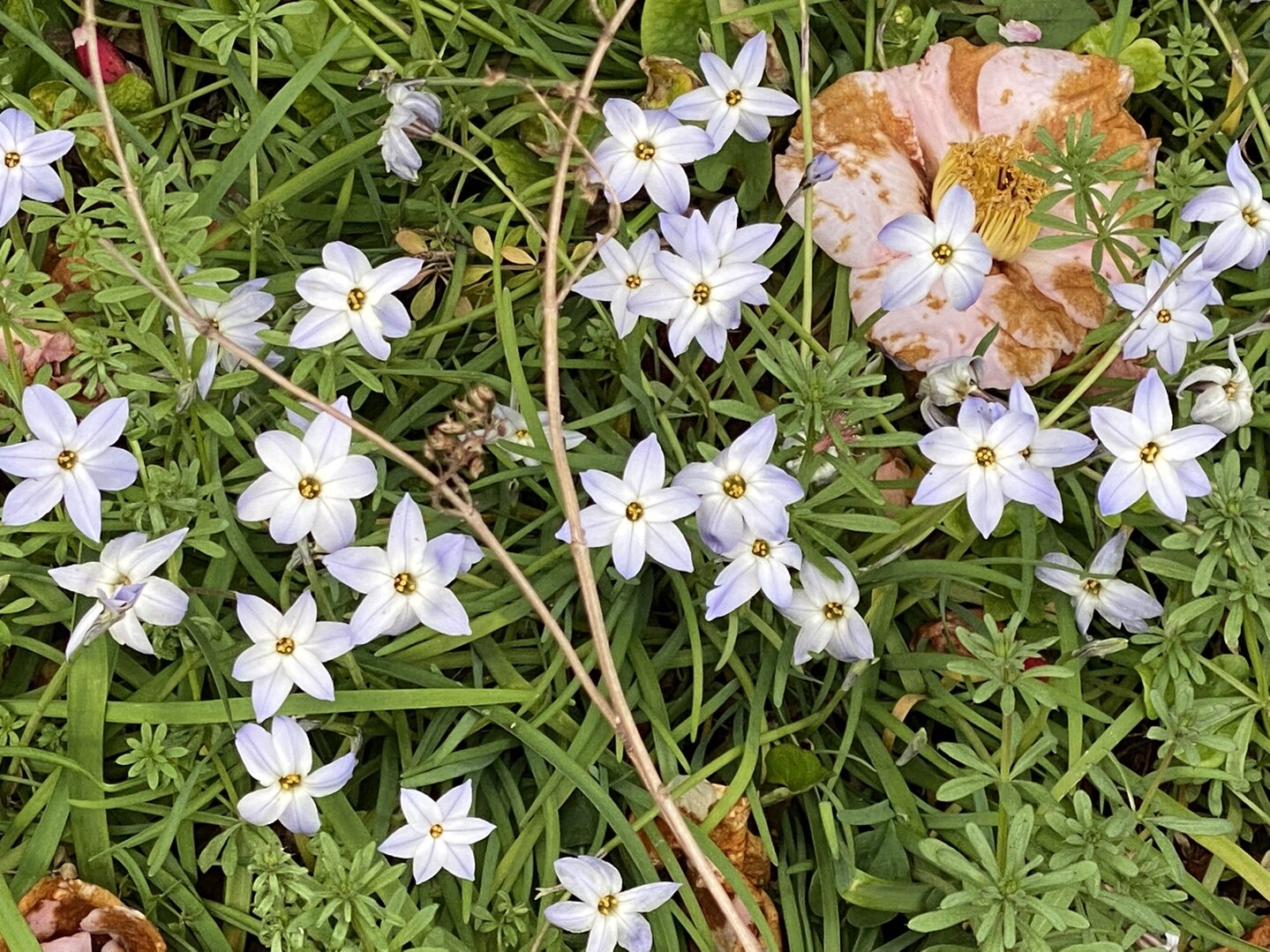 興禅院。 ハナニラ、ムスカリ、雪割草、ス... / JUNさんのモーメント | YAMAP / ヤマップ