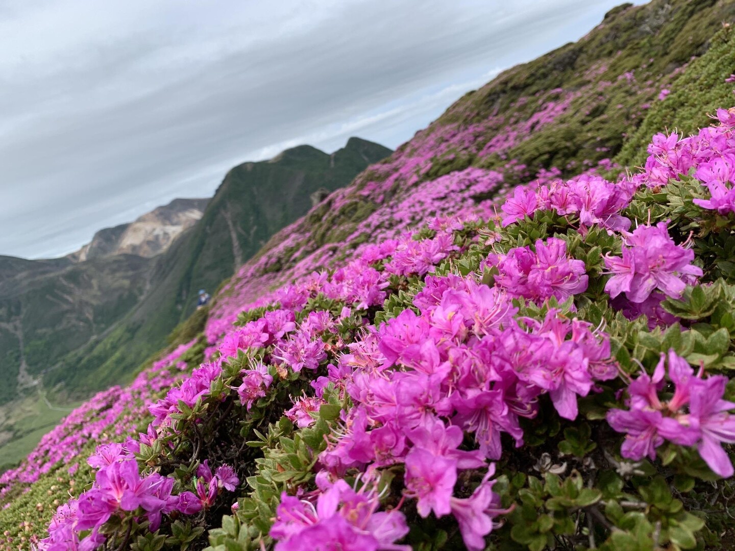 27th 九重 ️ミヤマキリシマin平治岳 / tomiさんの九重山（久住山）・大船山・星生山の活動データ | YAMAP / ヤマップ