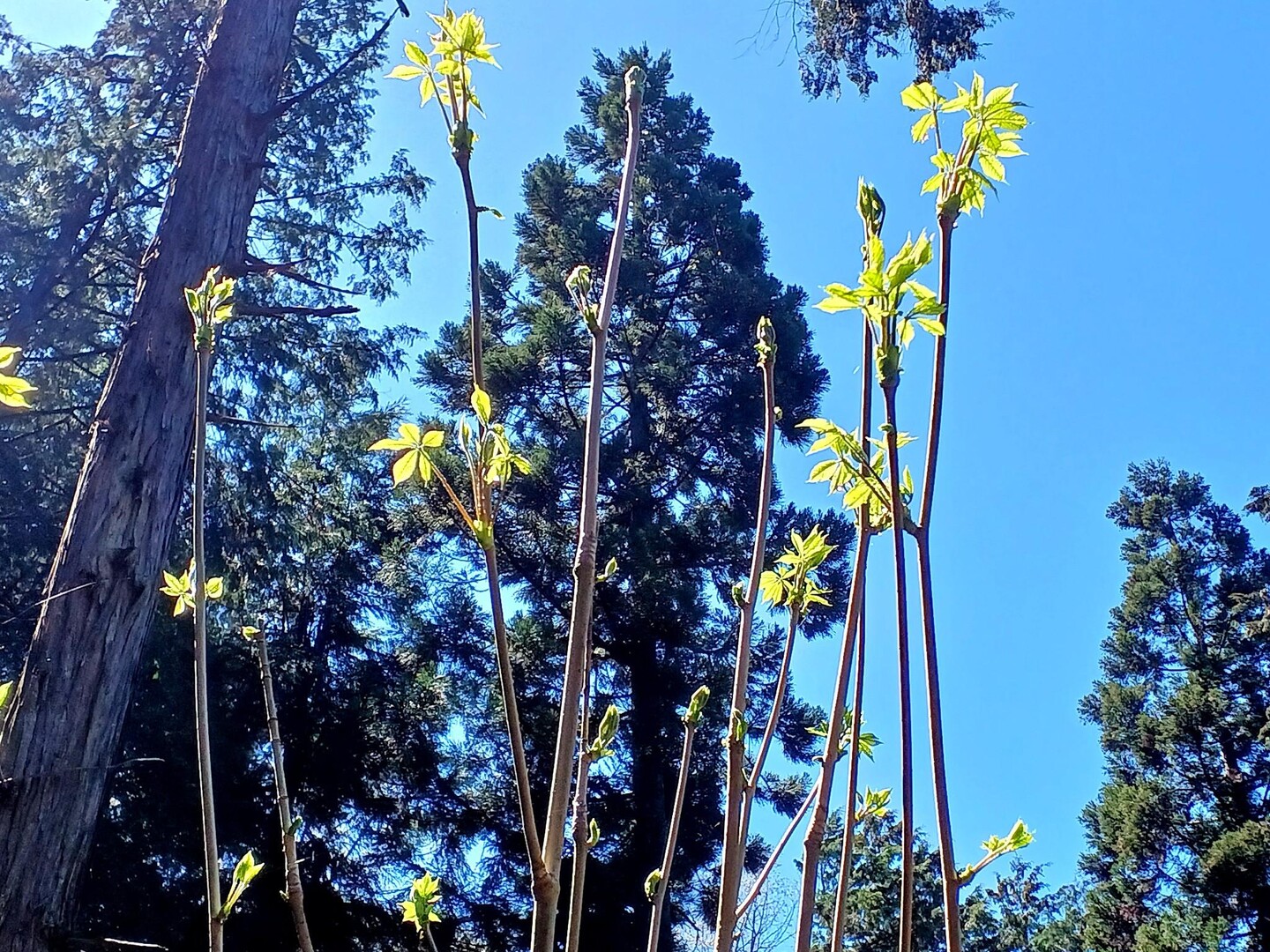 山菜シーズンが始まった。 これから1ヶ月... / kikuさんのモーメント | YAMAP / ヤマップ
