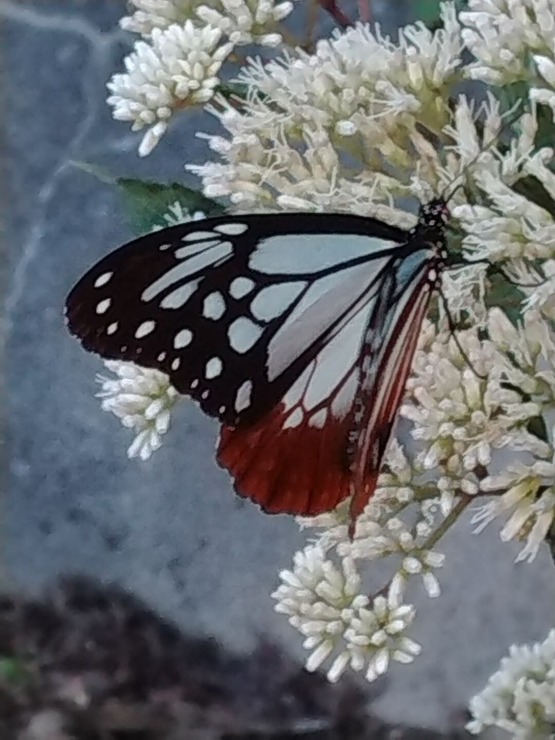 渡り蝶「アサギマダラ」が今年も飛来してき... / Guestコシアブラさんのモーメント | YAMAP / ヤマップ
