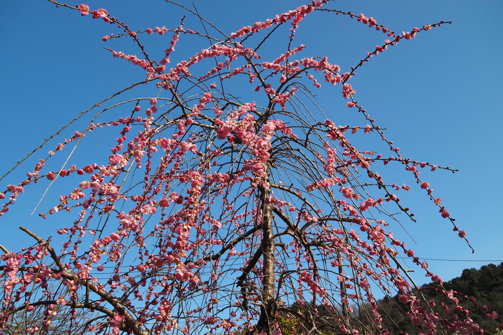1day越生10名山＋梅まつり(吾野駅→越生駅)_2024-02-24 / YAQAさんのヤマノススメ巡礼マップ（天覚山・大高山・子の権現）の活動データ | YAMAP / ヤマップ