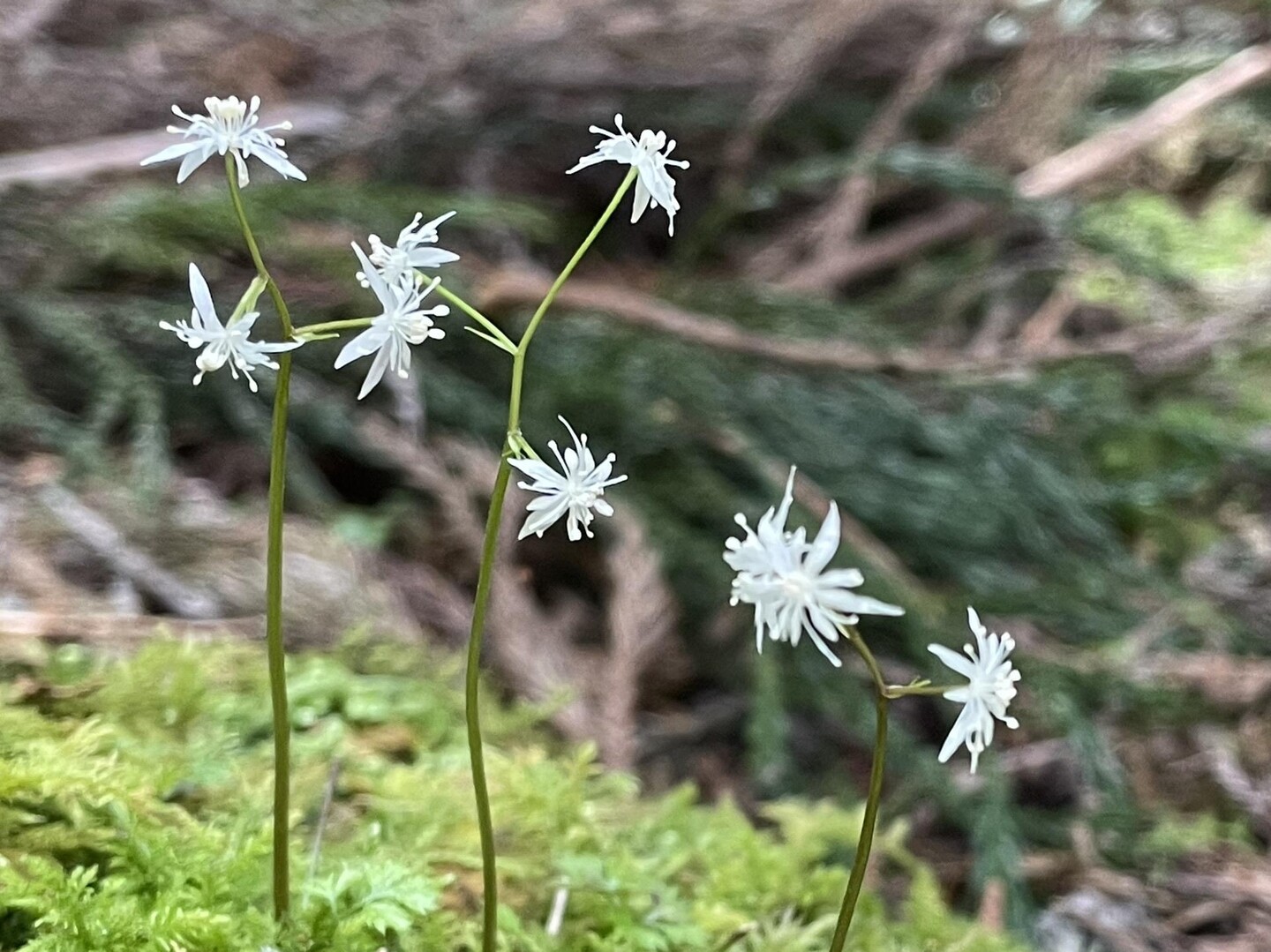 木作谷〜納古山 / M K1218さんの納古山の活動データ | YAMAP / ヤマップ