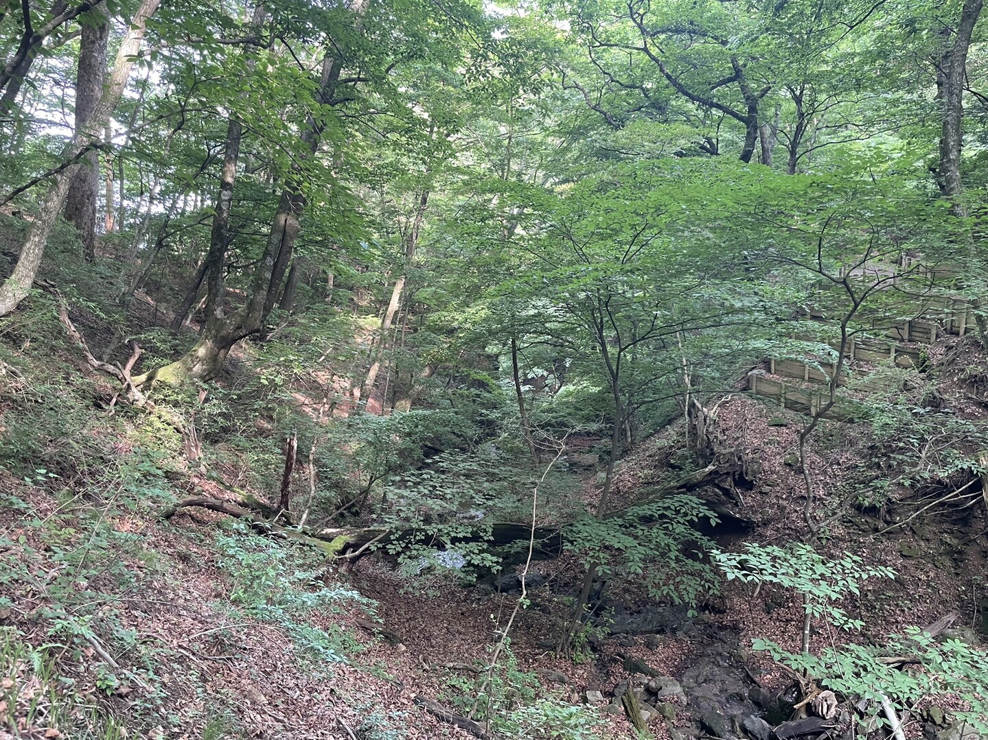 【熊に遭遇‼︎奥多摩縦走（後半）】都民の森〜三頭山〜御前山〜大岳山〜御嶽山〜日の出山〜武蔵五日市駅 三頭山・槇寄山・土俵岳の写真30枚目