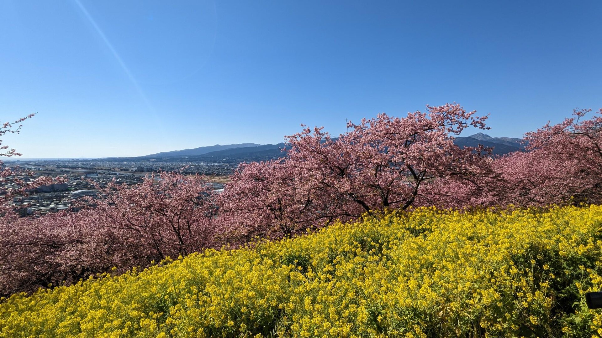 まつだ桜まつり🗻💛🌸🌸 / ☆futa☆さんの高松山・大野山の活動データ | YAMAP / ヤマップ
