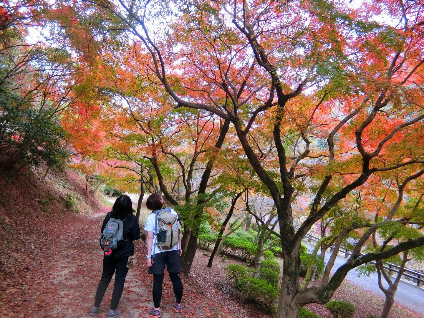 添田公園＆岩石山🍂🍁🌾 / Kaoruさんの岩石山（岩石城）の活動データ | YAMAP / ヤマップ