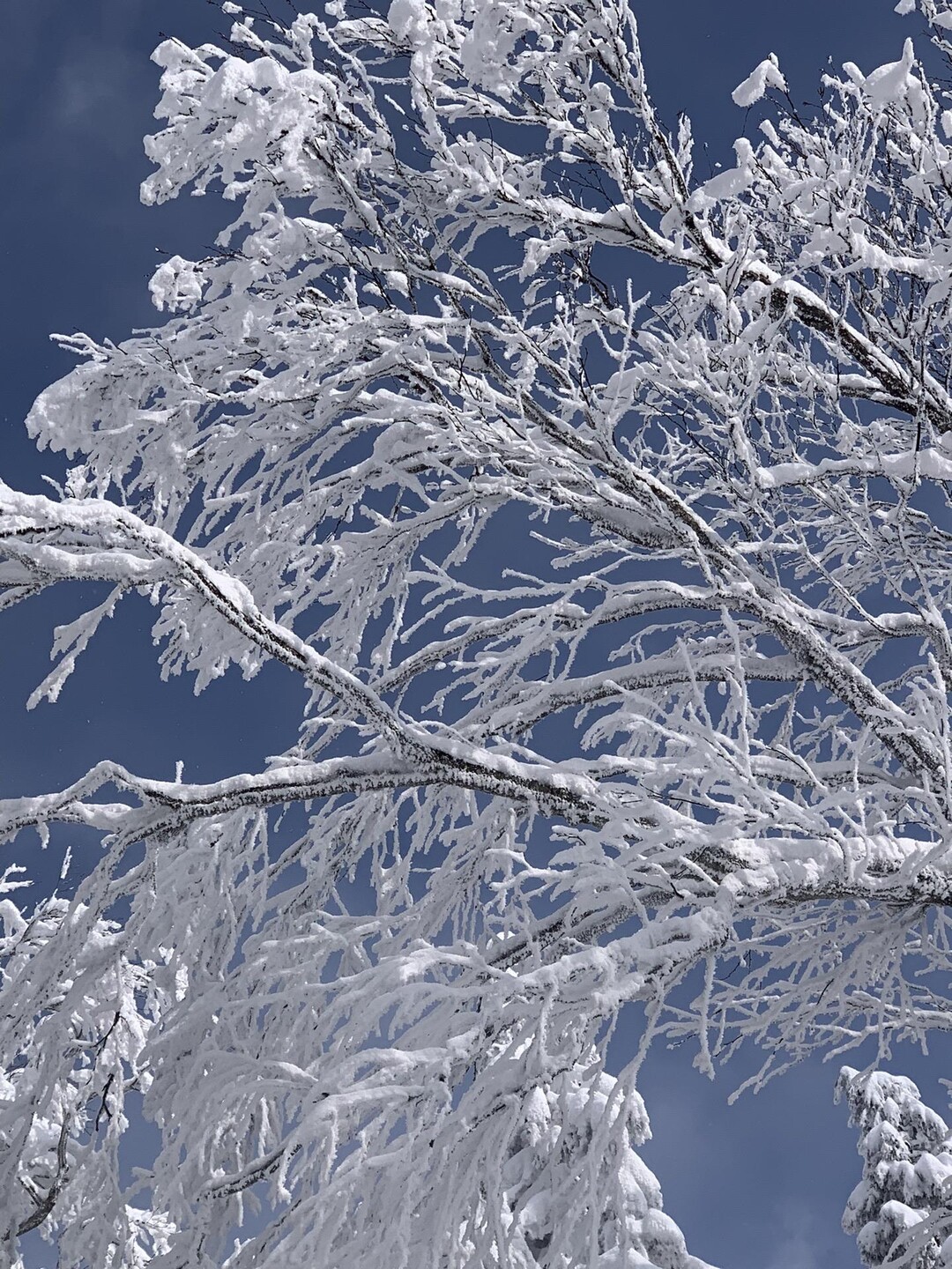 氷ノ山（須賀ノ山） / chihiroさんの氷ノ山（須賀ノ山）・鉢伏山・瀞川山の活動データ | YAMAP / ヤマップ