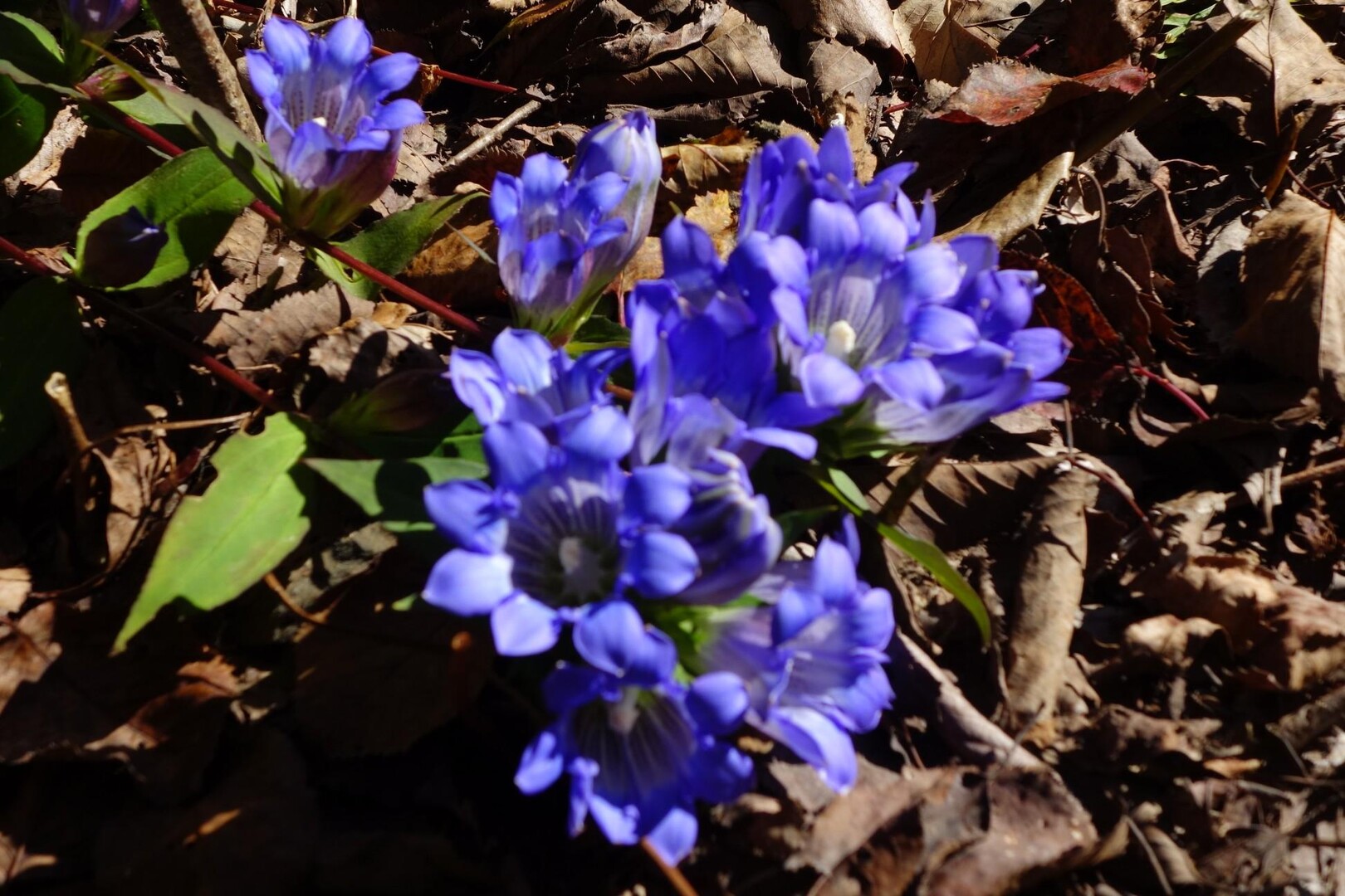 赤城自然園も10回目になりました。 毎月... / Hikoさんのモーメント | YAMAP / ヤマップ