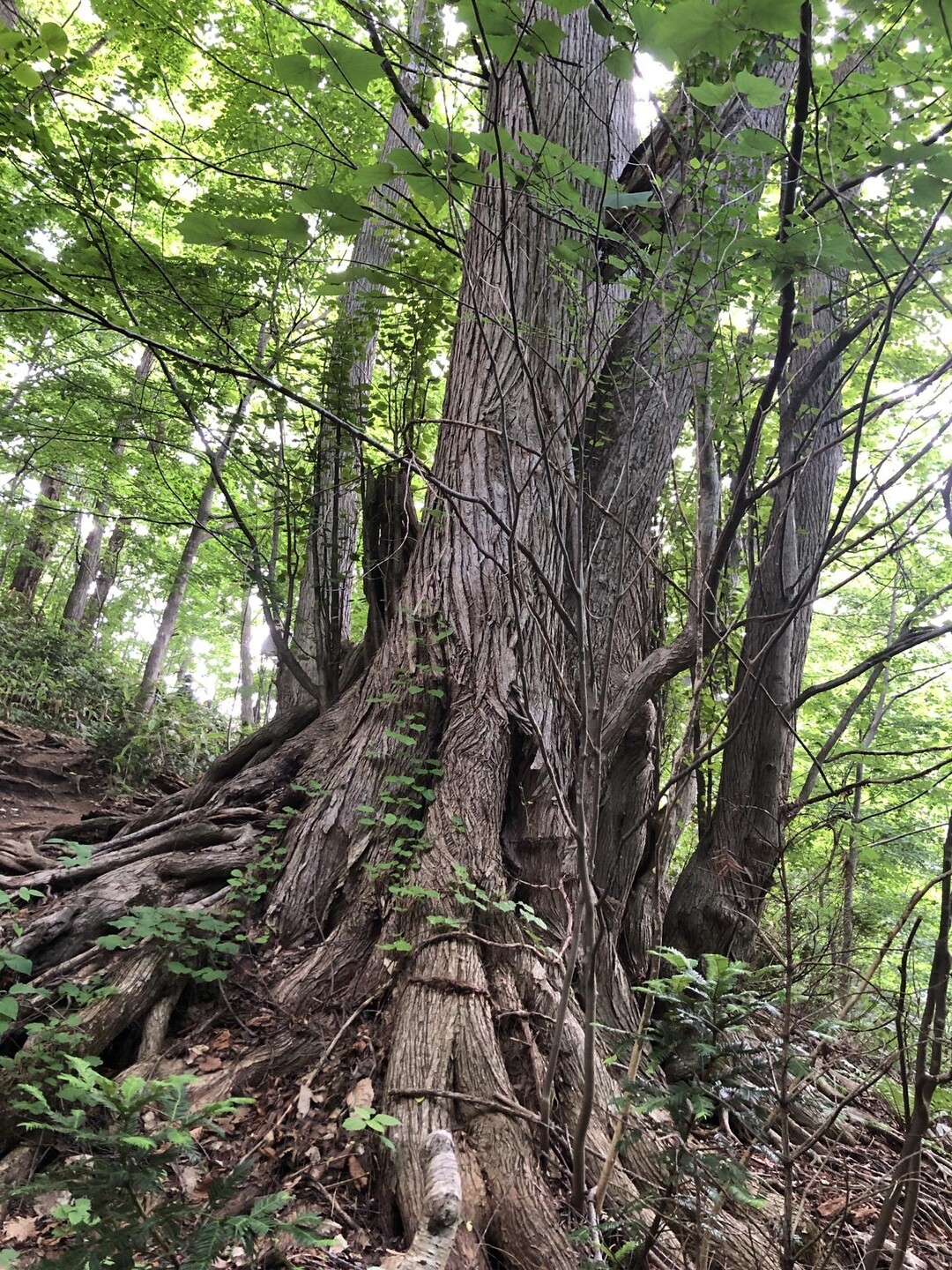 R5.7.5 藻岩山 / RYUKIさんの藻岩山の活動データ | YAMAP / ヤマップ