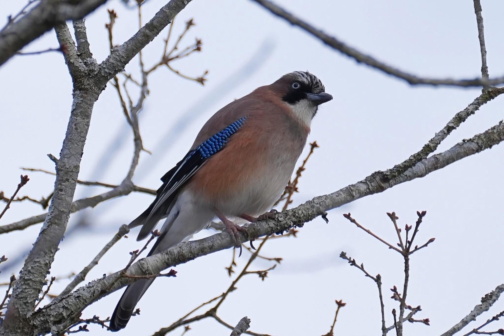 野鳥観察 金剛山🐧 / OLD HOUSEさんの金剛山・二上山・大和葛城山の活動データ | YAMAP / ヤマップ