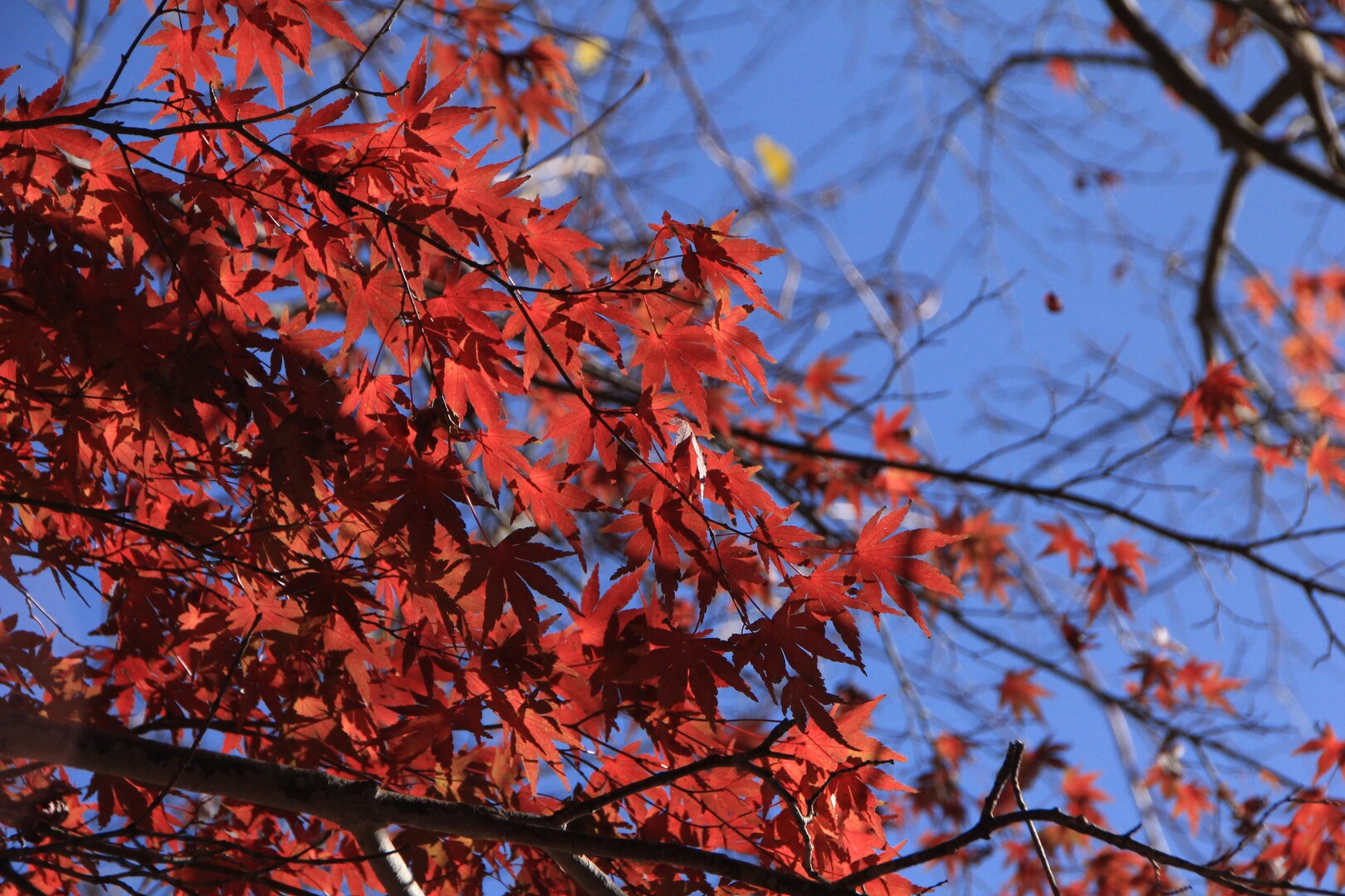 美女山・鷹林山・竜王山（讃岐竜王）・竜王山（阿波竜王） / J.Majimaさんの竜王山（讃岐山脈）・大川山の活動データ | YAMAP / ヤマップ