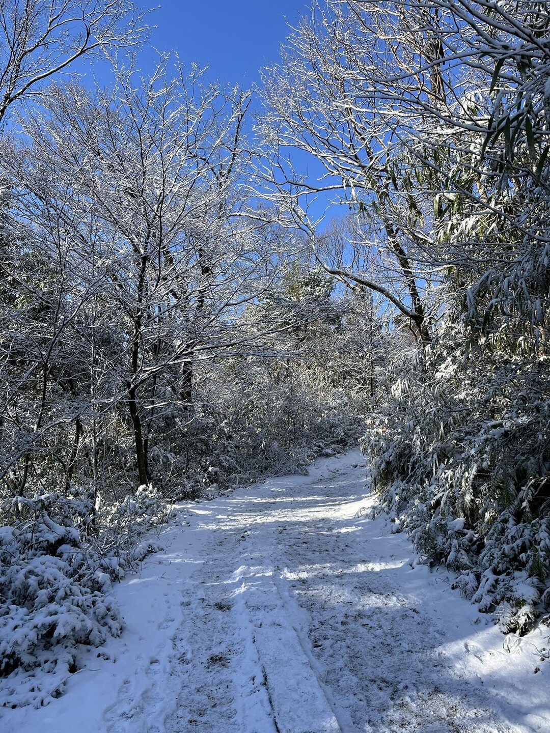 文殊山 息子の送迎を済ませ、久しぶりに二上コースから / Junyaさんの文殊山の活動データ | YAMAP / ヤマップ