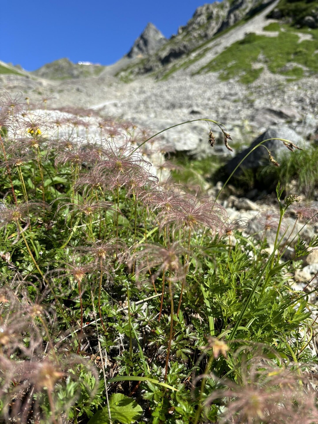 槍ヶ岳 / アダのエツさんの槍ヶ岳・穂高岳・上高地の活動データ | YAMAP / ヤマップ