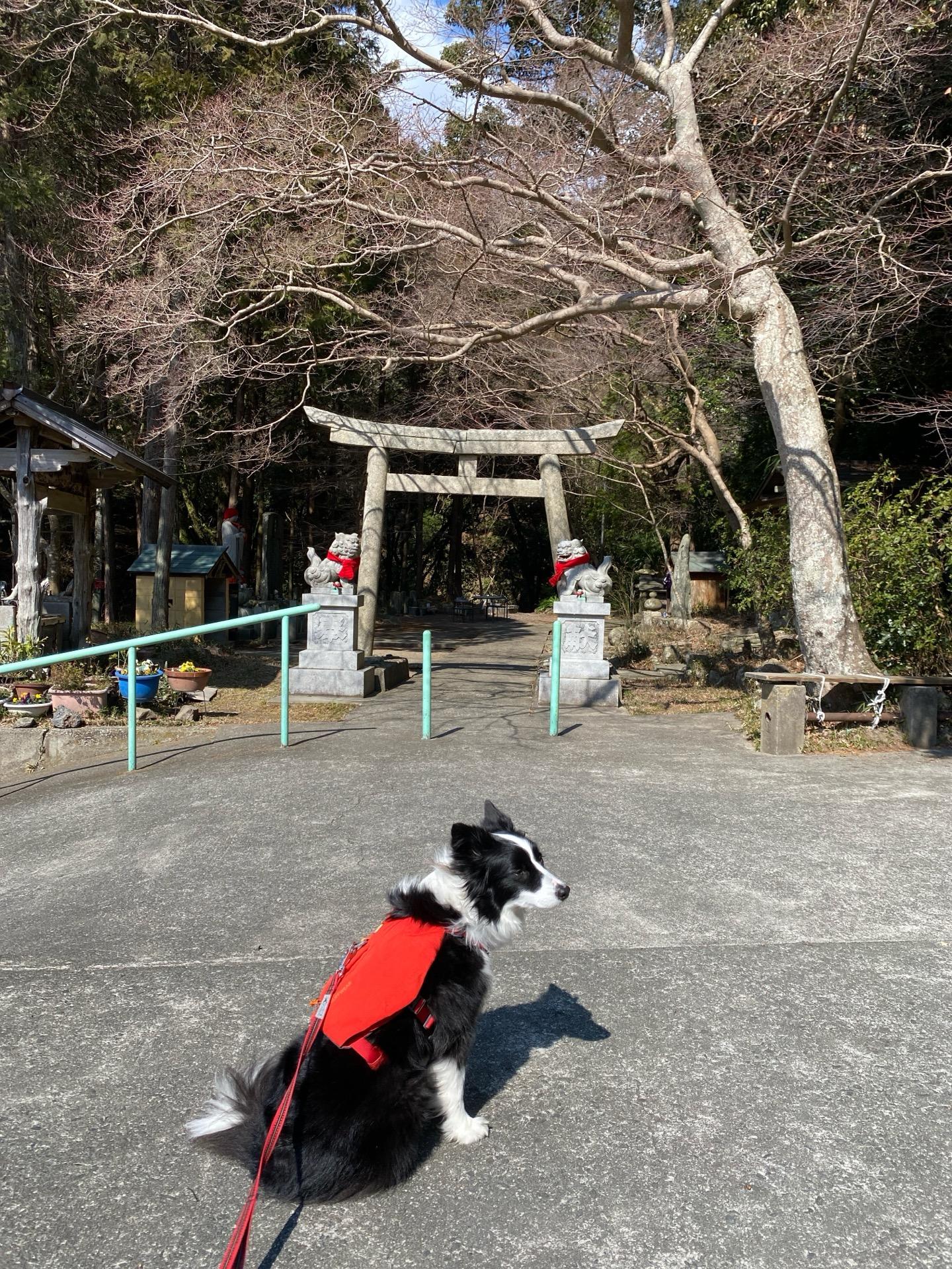 不動山・札立山 trek the dog / tetsuyasammyさんの紀泉アルプス・飯盛山・ボンデン山の活動データ | YAMAP / ヤマップ