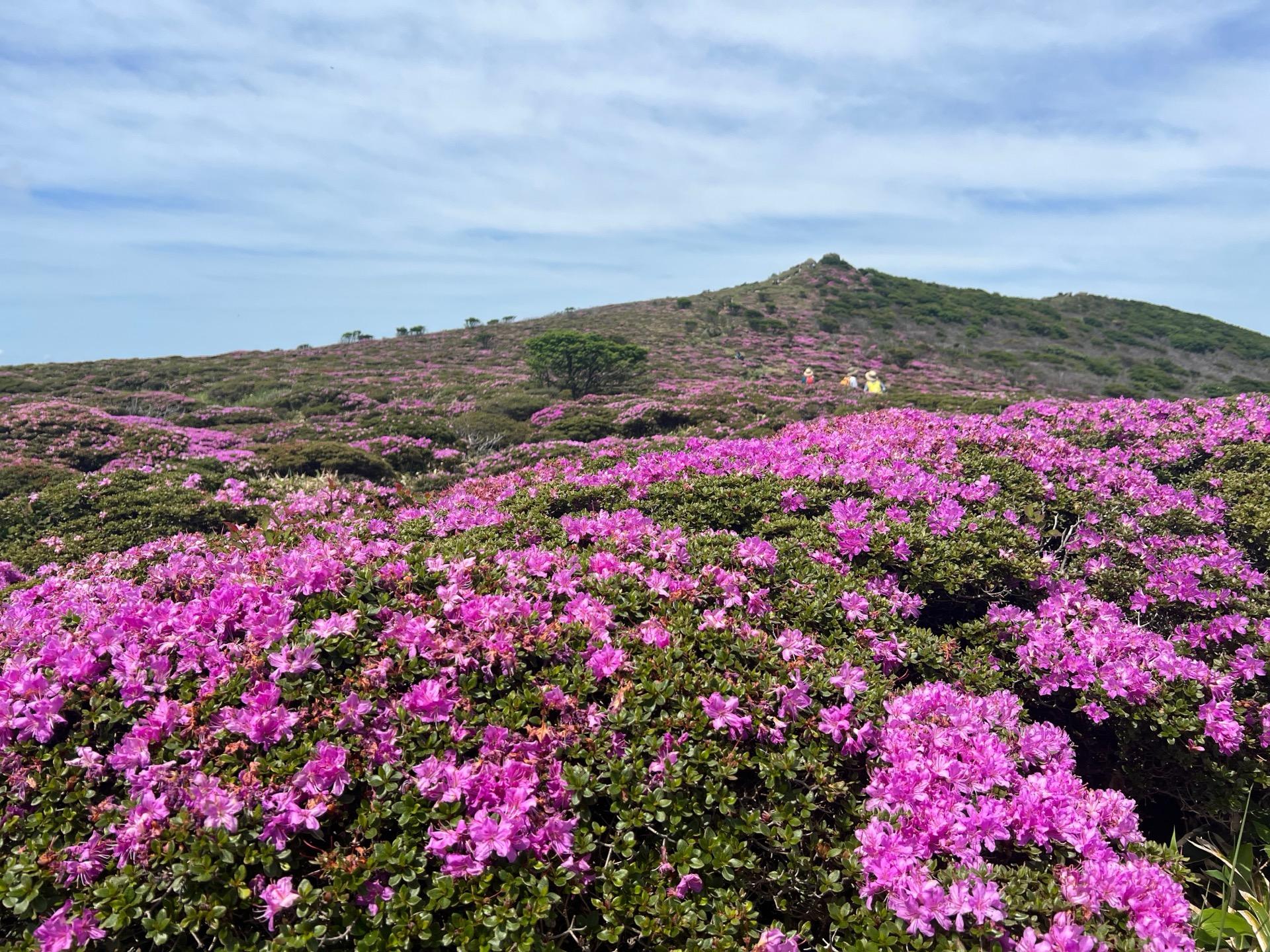 TRAINING de MKまつり / NALUさんの九重山（久住山）・大船山・星生山の活動日記 | YAMAP / ヤマップ