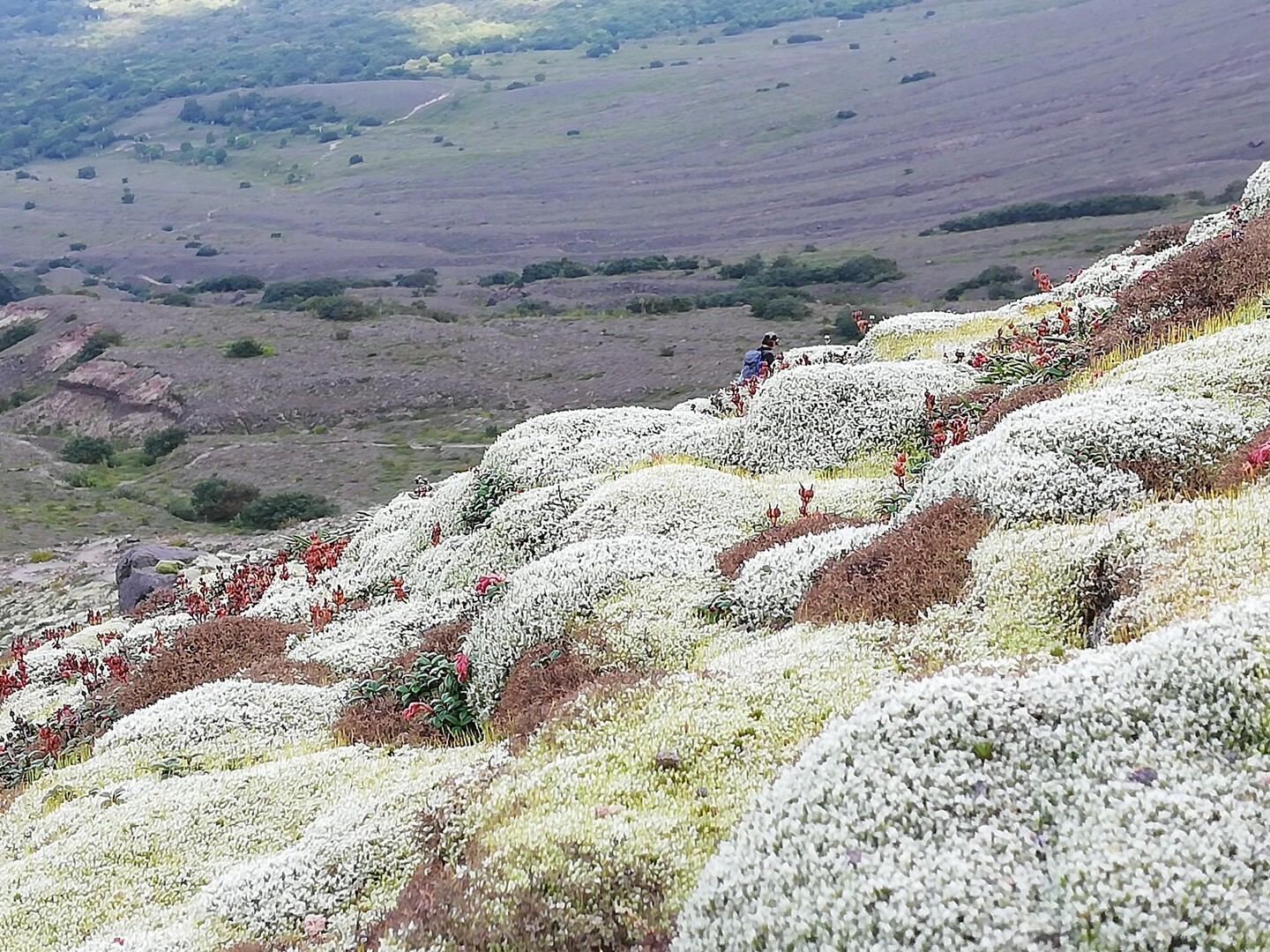 樽前山（東山）・樽前山(西山)・北山(932峰) / aripapaさんの樽前山・風不死岳の活動日記 | YAMAP / ヤマップ