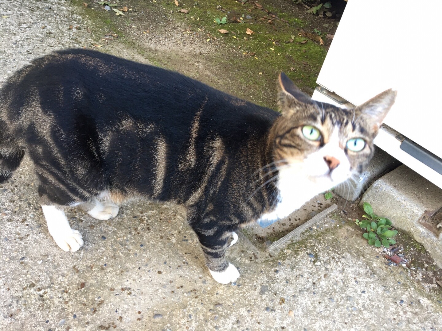 Mt. Cat Walk-2020-09-09 / Meg Takaoさんのウォーキングの活動データ | YAMAP / ヤマップ