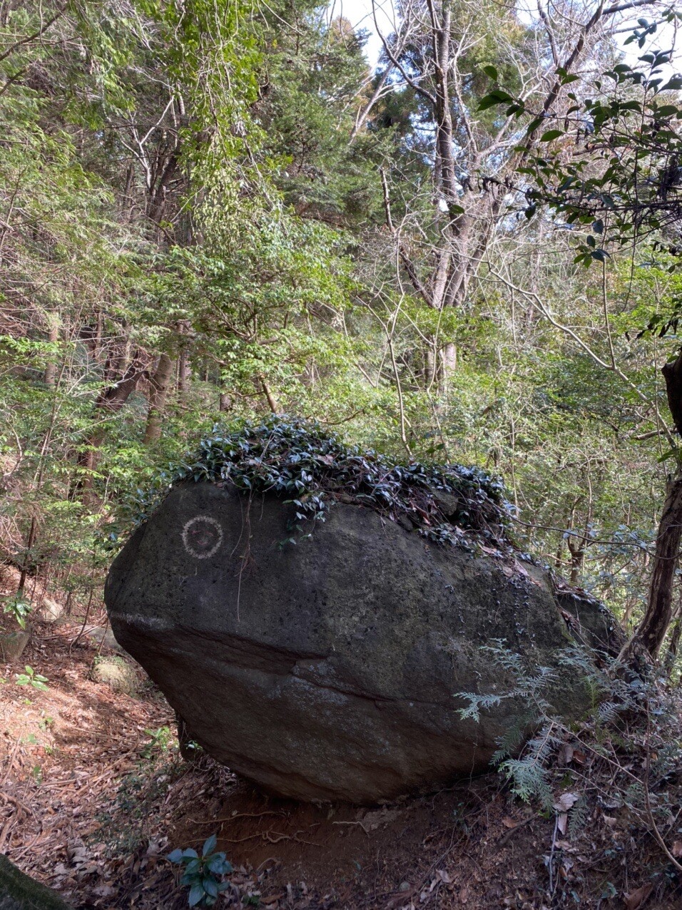 3月15日 筑波山登山道にて🤩 何に見... / カニさんさんのモーメント | YAMAP / ヤマップ