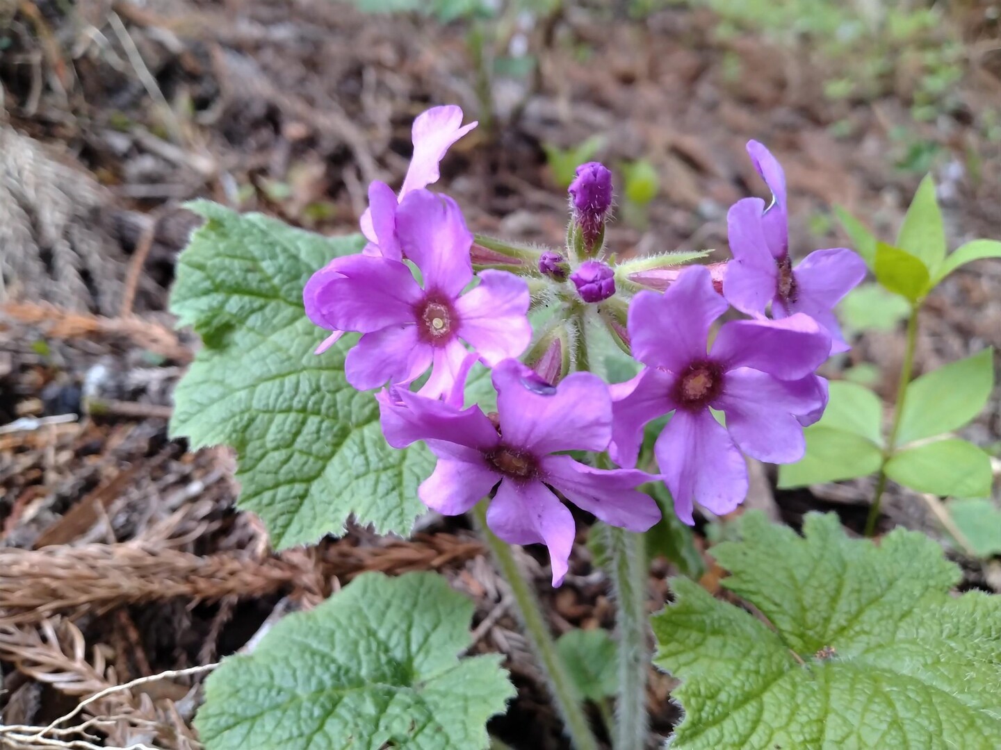 🌸Mt.Narukamiyama(Kiryudake)⚡ / 🌸Springthunders⚡さんの鳴神山・吾妻山の活動データ | YAMAP / ヤマップ