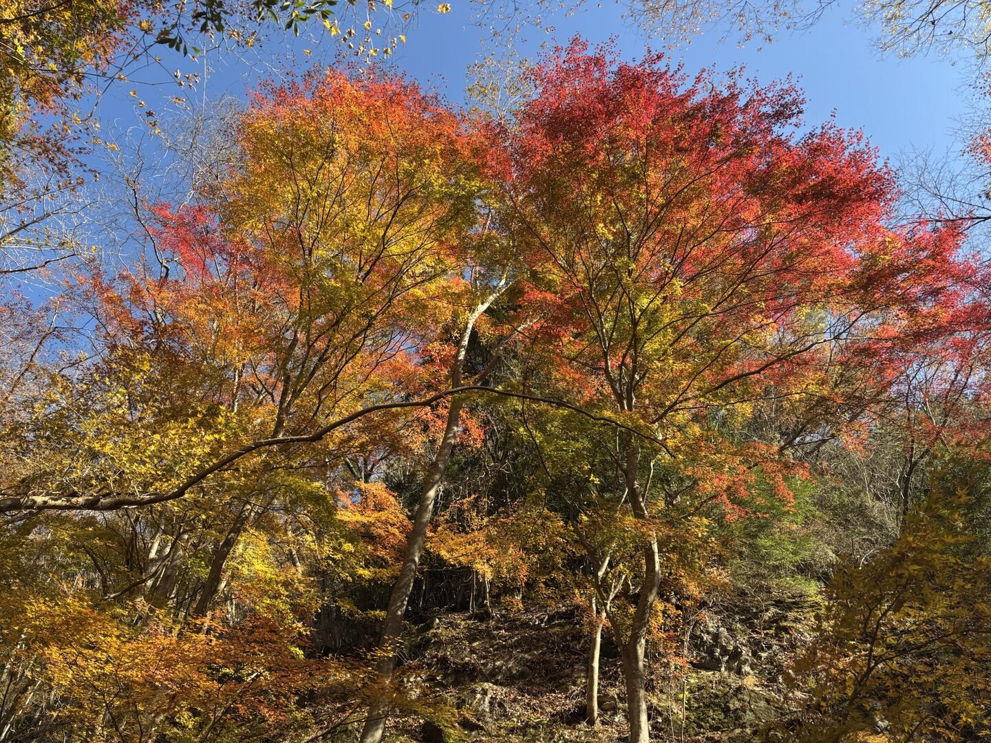 南西尾根からP706の山頂経由で落葉始まるケヤキ沢 / yuziさんの明神山（三ツ瀬明神山）の活動データ | YAMAP / ヤマップ