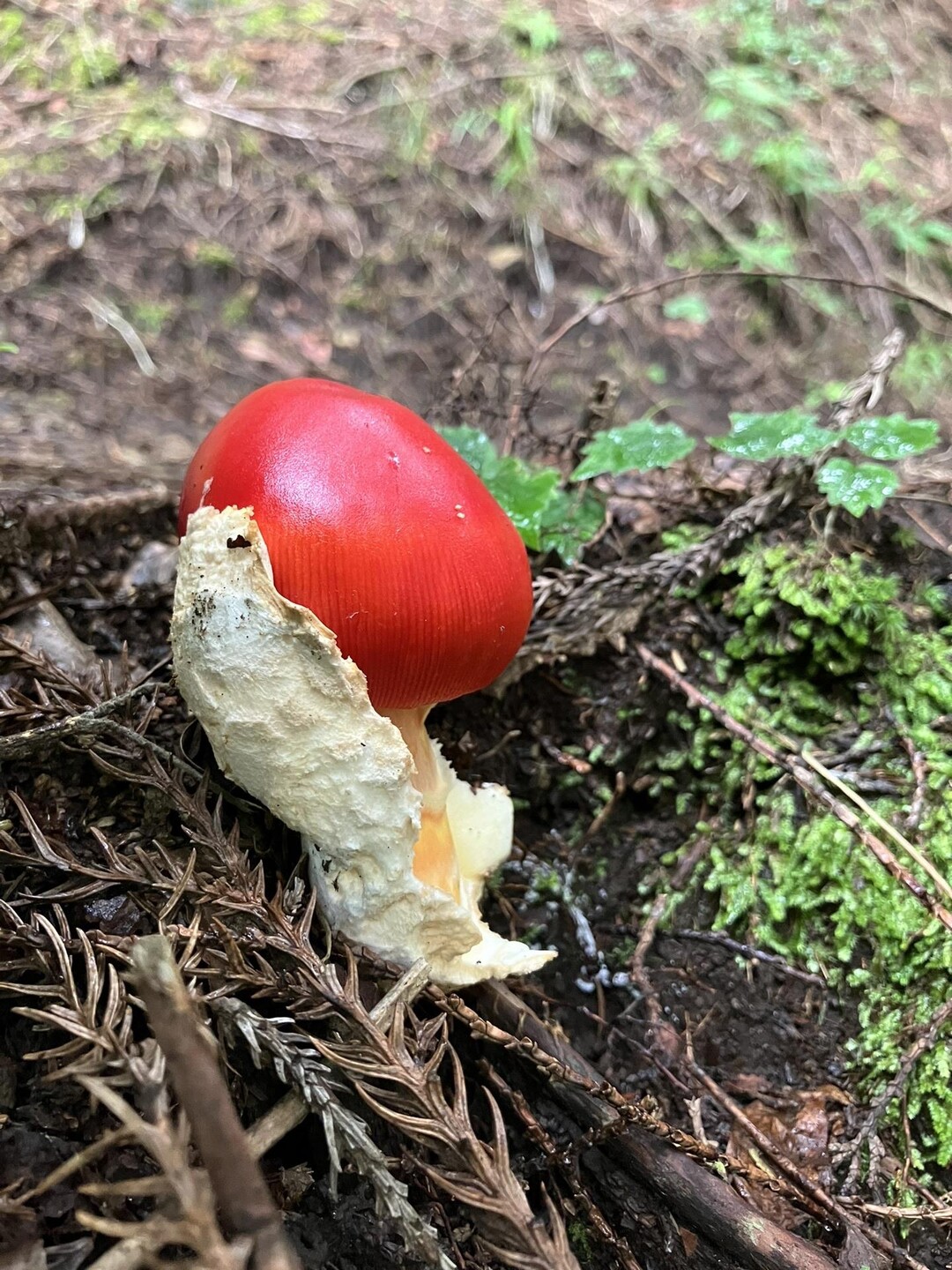 祖母山 / Nagaさんの祖母山の活動データ | YAMAP / ヤマップ