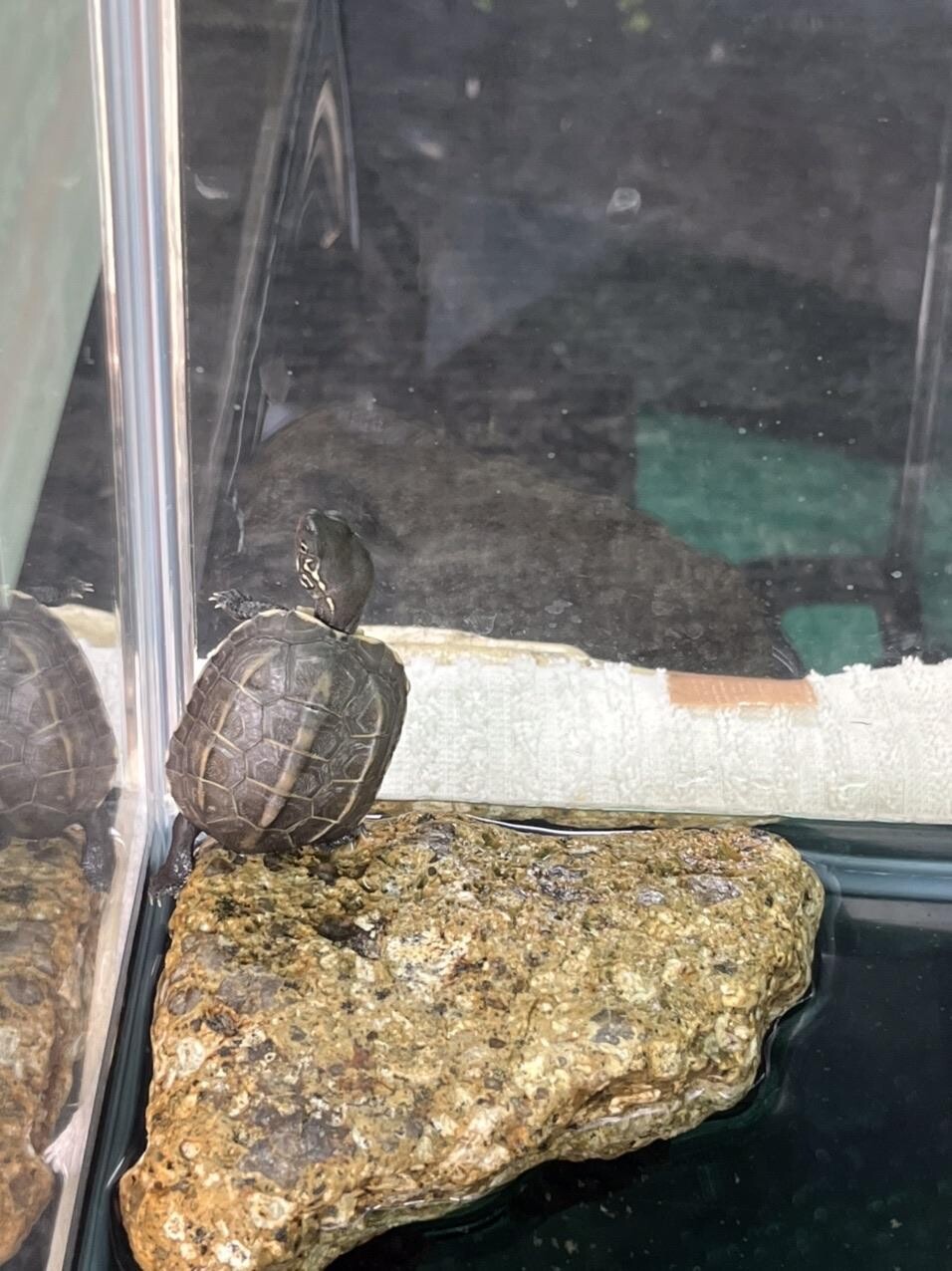 R5.2023.5.24 5匹生まれで... / お地蔵さんさんのモーメント | YAMAP / ヤマップ