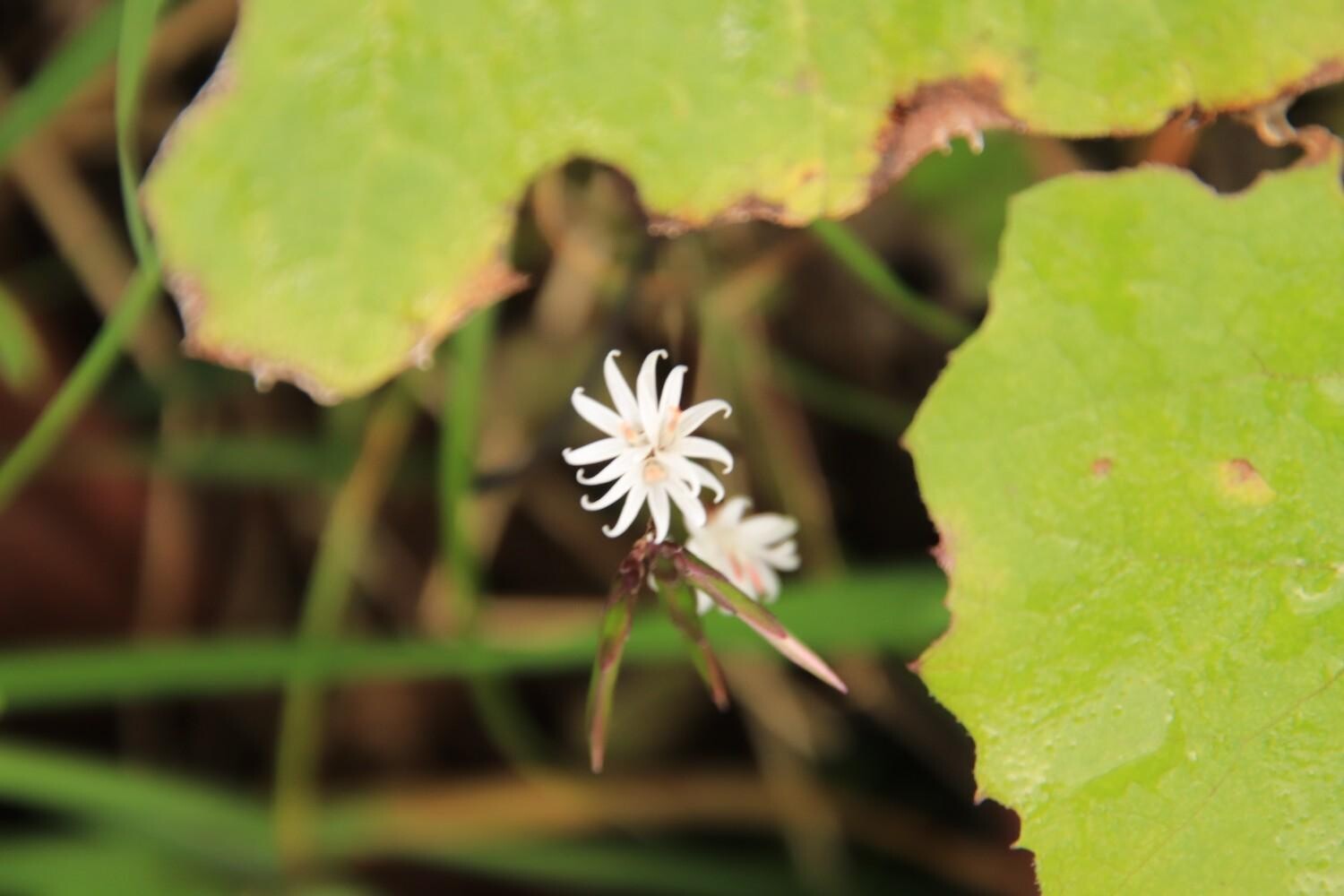 某所でアレを見て、某所でアレの状況を確認... / G-Mikiさんのモーメント | YAMAP / ヤマップ