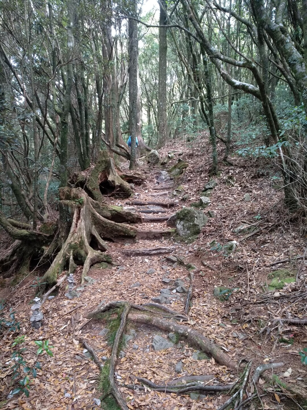 雪山-2021-02-16 / schhappyさんの雪山の活動データ | YAMAP / ヤマップ