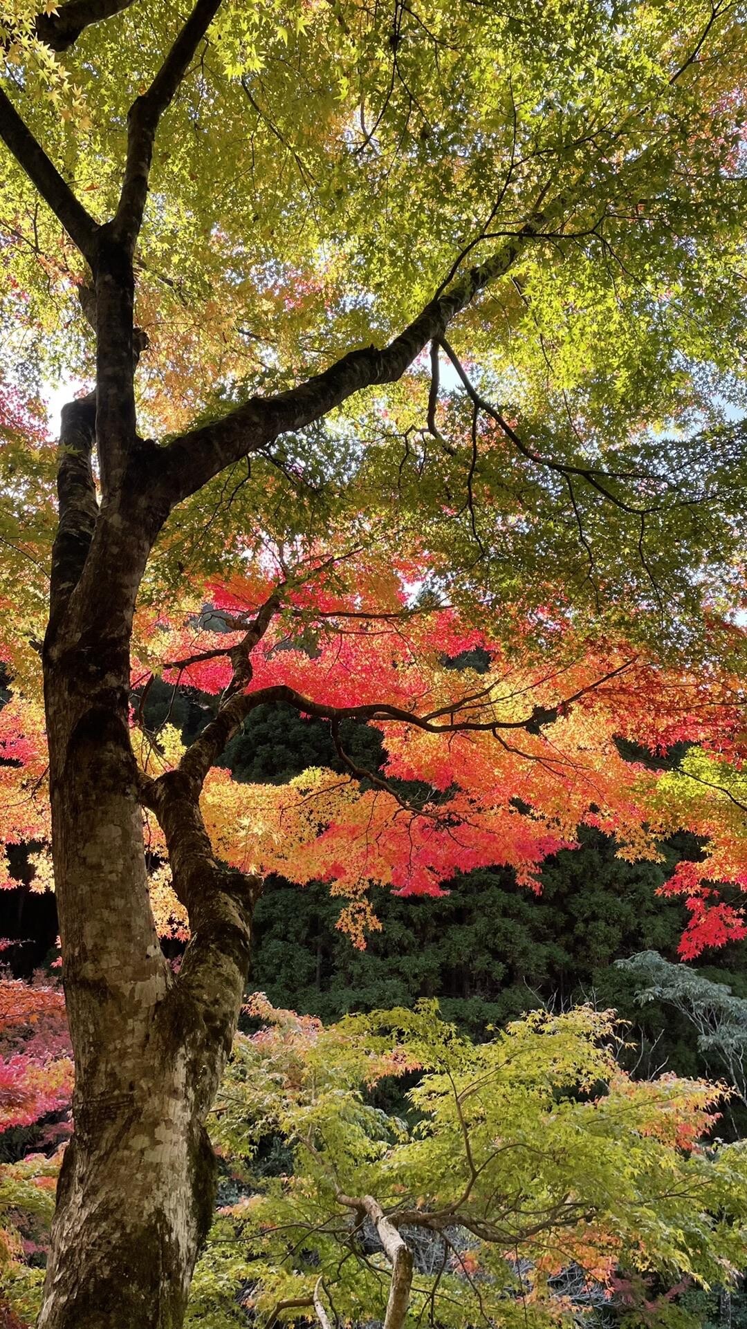 英彦山・鷹巣原高原 🌾輝きまくる純白ス... / nさんのモーメント | YAMAP / ヤマップ