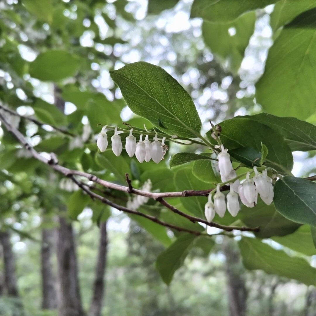 鷹取山・金比羅山・小渕山・岩戸山 / KABUさんの生藤山の活動データ | YAMAP / ヤマップ
