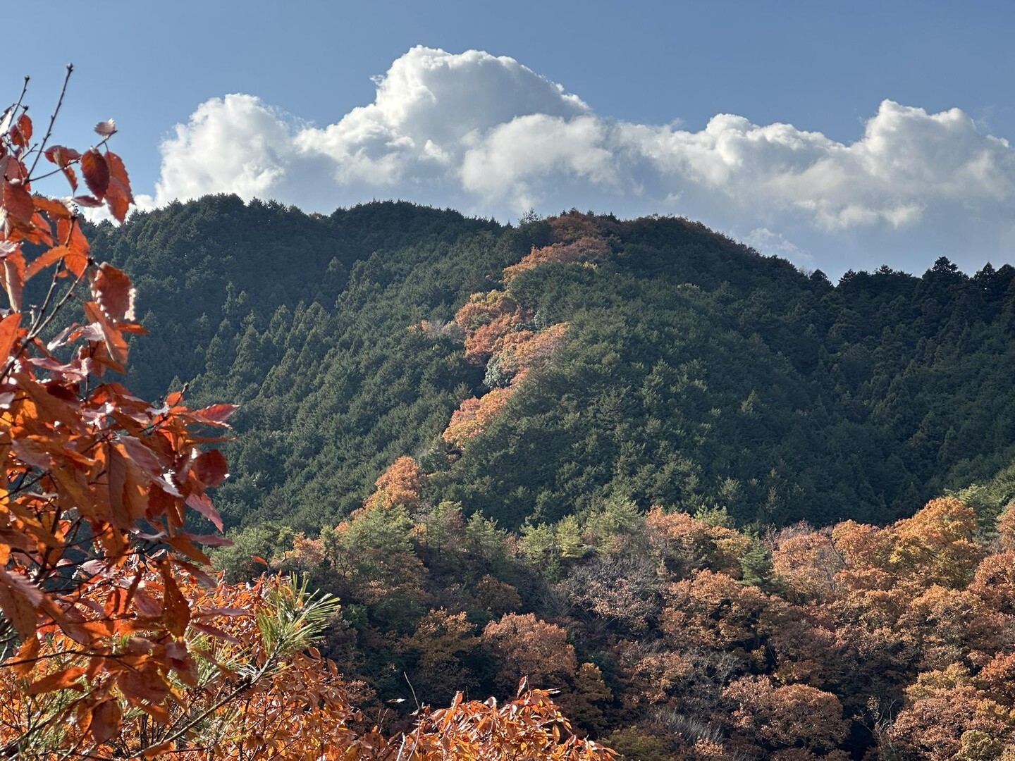稲妻⚡️紅葉🍁が見たいから… / mariさんの金剛山・二上山・大和葛城山の活動データ | YAMAP / ヤマップ