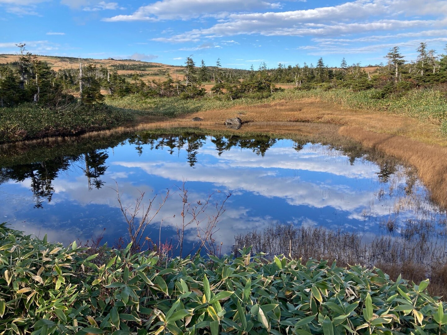 【苗場山】本当に雲上の楽園があった── / RIKOさんの苗場山・赤倉山・佐武流山の活動データ | YAMAP / ヤマップ