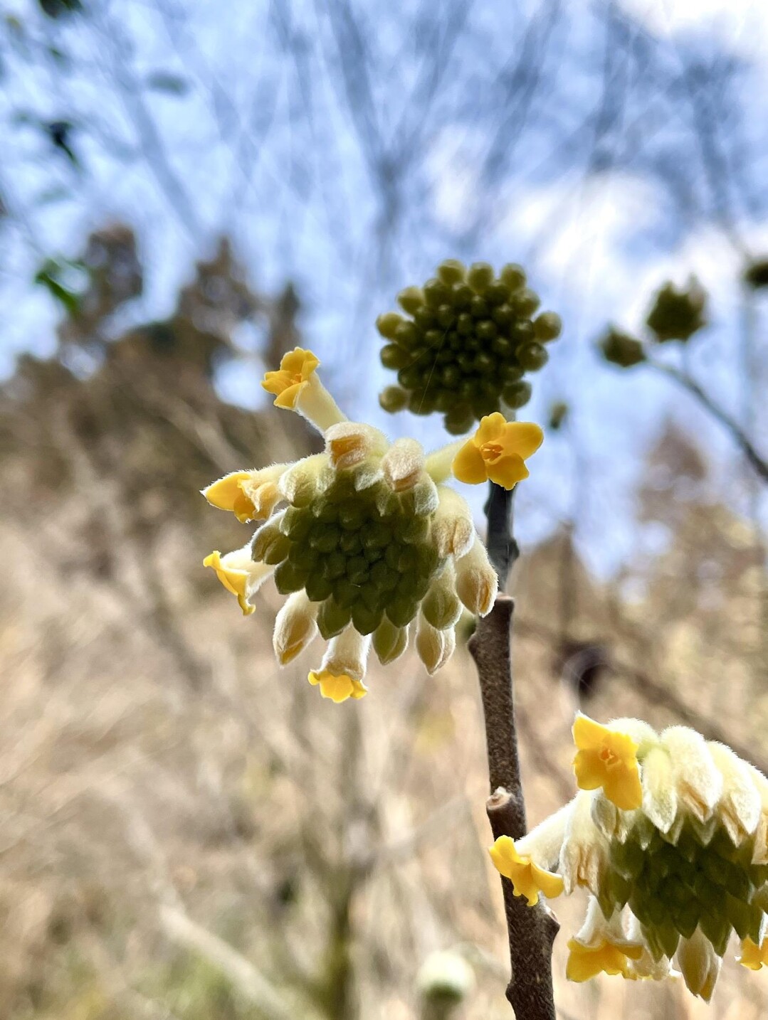 飯能アルプス（天覚山〜子ノ権現） / zumiさんのヤマノススメ巡礼マップ（天覚山・大高山・子の権現）の活動データ | YAMAP / ヤマップ